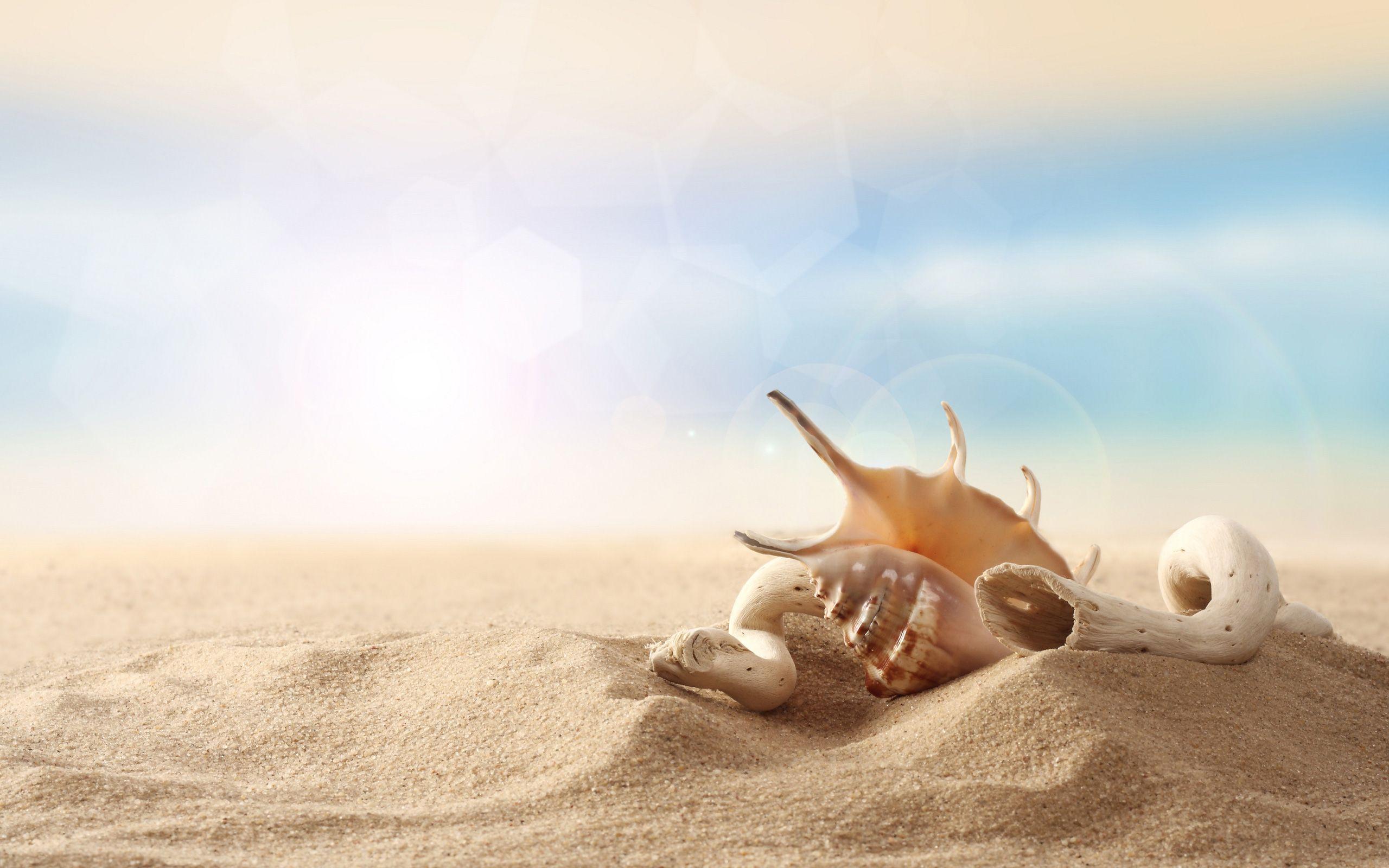 Seashell Desktop Wallpapers - Top Free Seashell Desktop Backgrounds ...