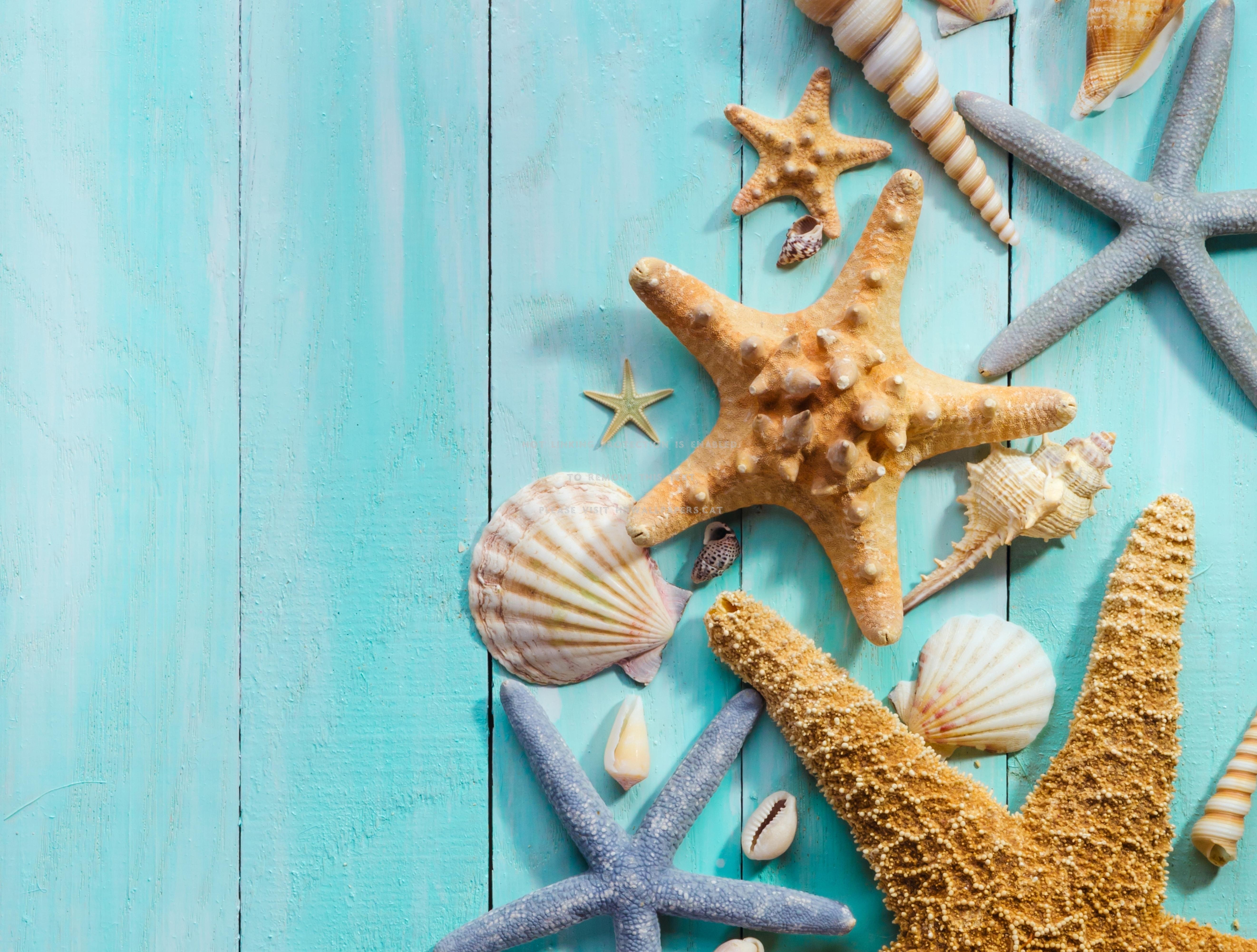 Seashell Desktop Wallpapers - Top Free Seashell Desktop Backgrounds ...