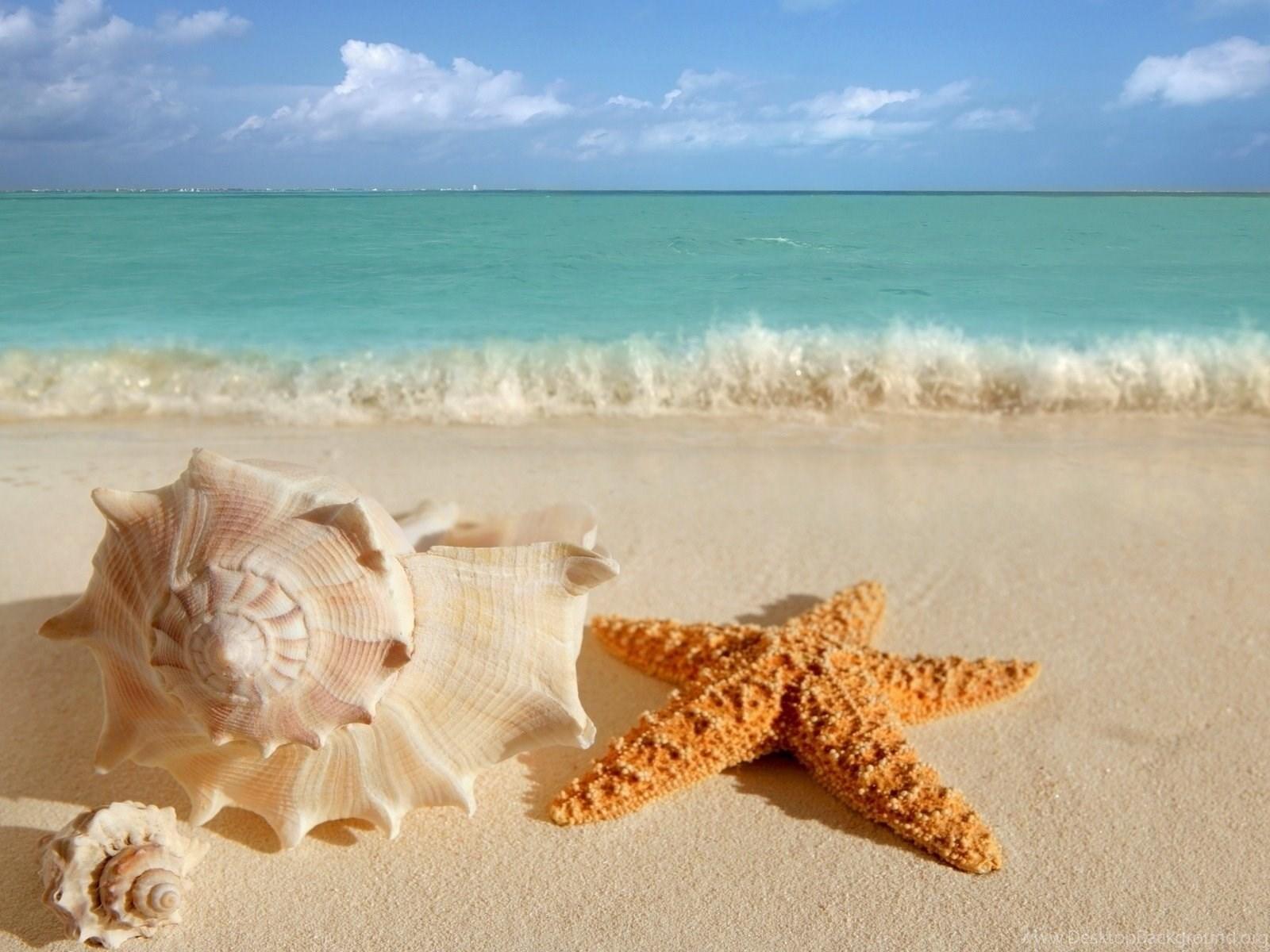 Seashell Desktop Wallpapers - Top Free Seashell Desktop Backgrounds ...