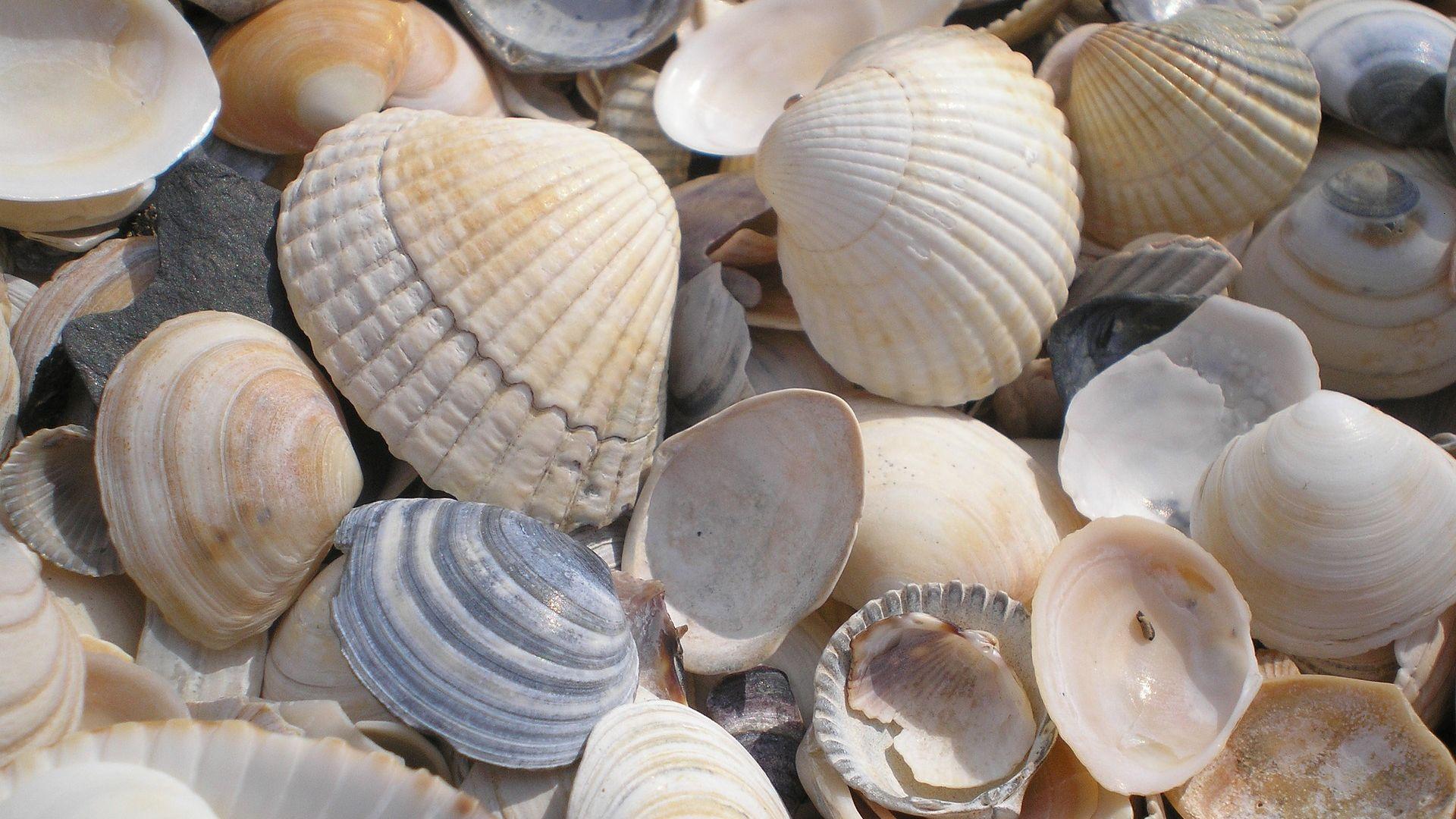 Seashell Desktop Wallpapers - Top Free Seashell Desktop Backgrounds ...