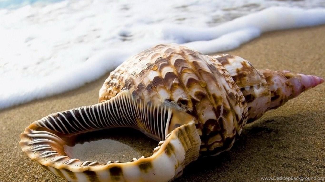 Seashell Desktop Wallpapers - Top Free Seashell Desktop Backgrounds ...