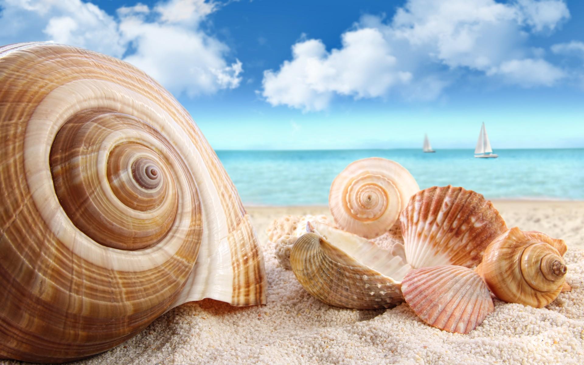 Seashell Desktop Wallpapers - Top Free Seashell Desktop Backgrounds ...