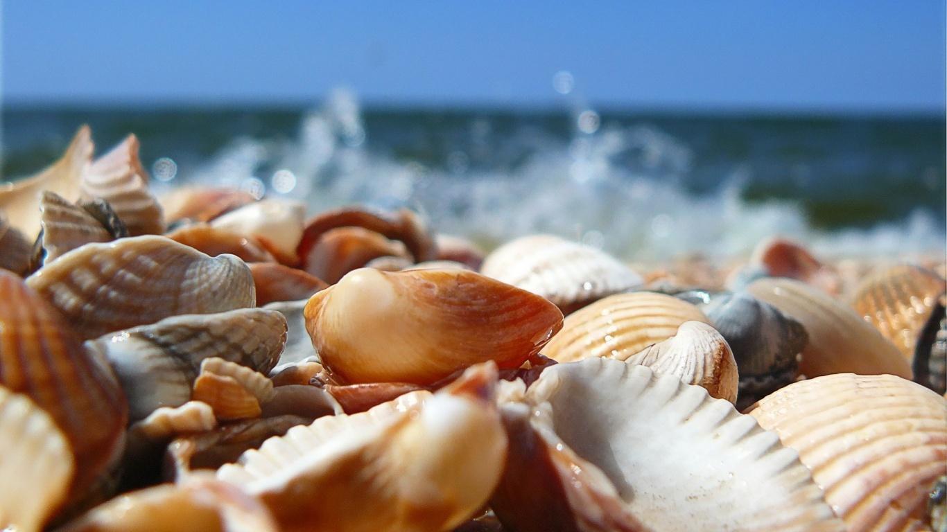 Seashell Desktop Wallpapers - Top Free Seashell Desktop Backgrounds ...
