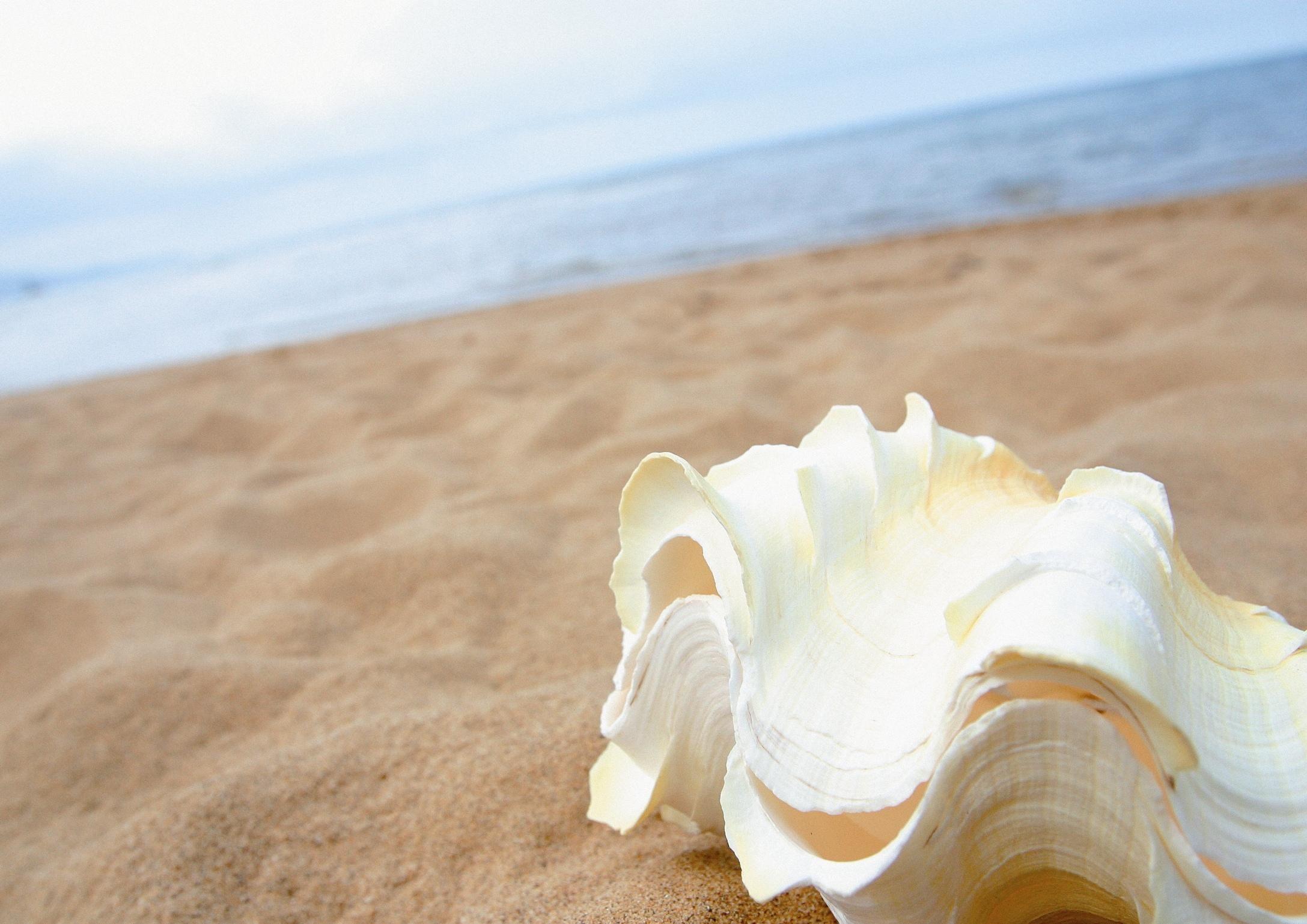 Seashell Desktop Wallpapers - Top Free Seashell Desktop Backgrounds ...