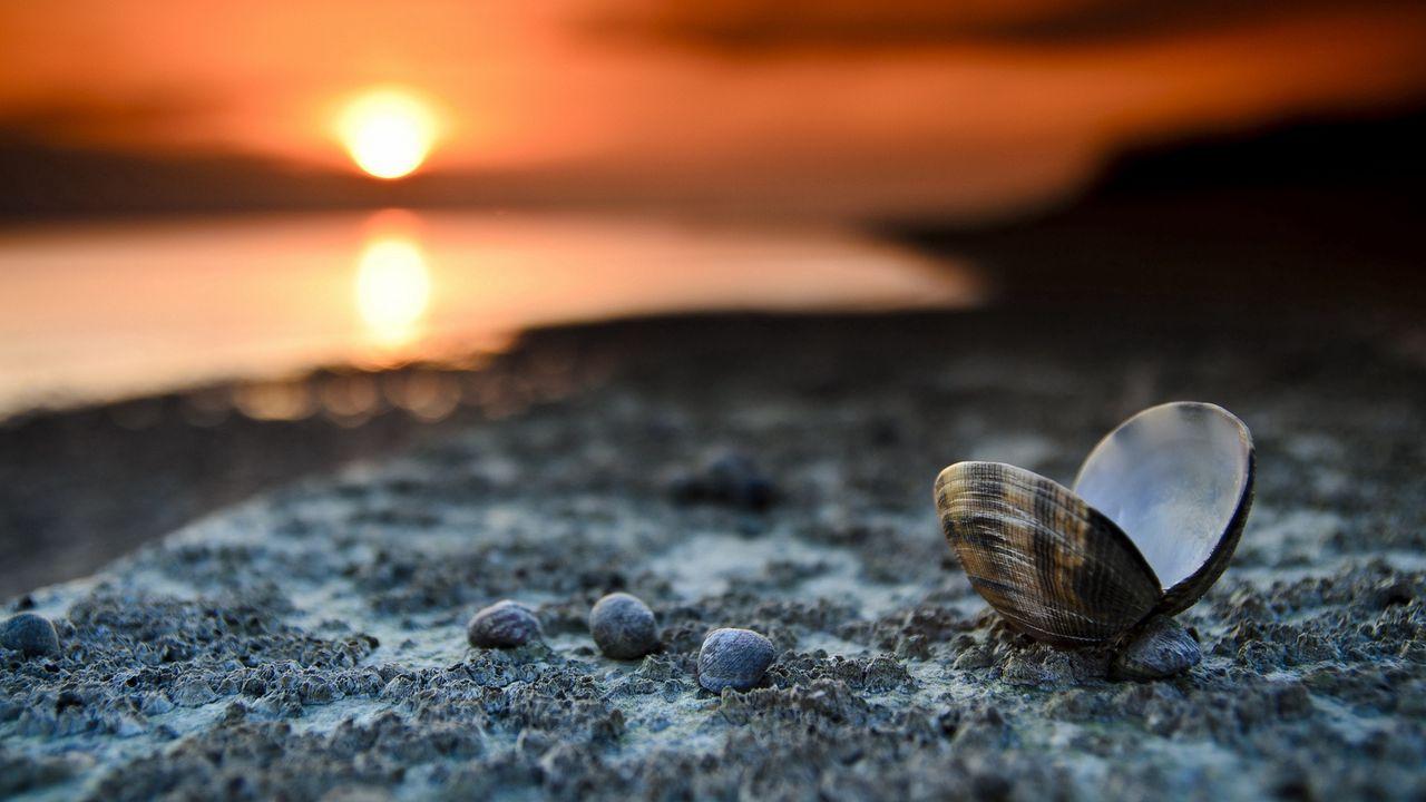 Seashell Desktop Wallpapers - Top Free Seashell Desktop Backgrounds ...