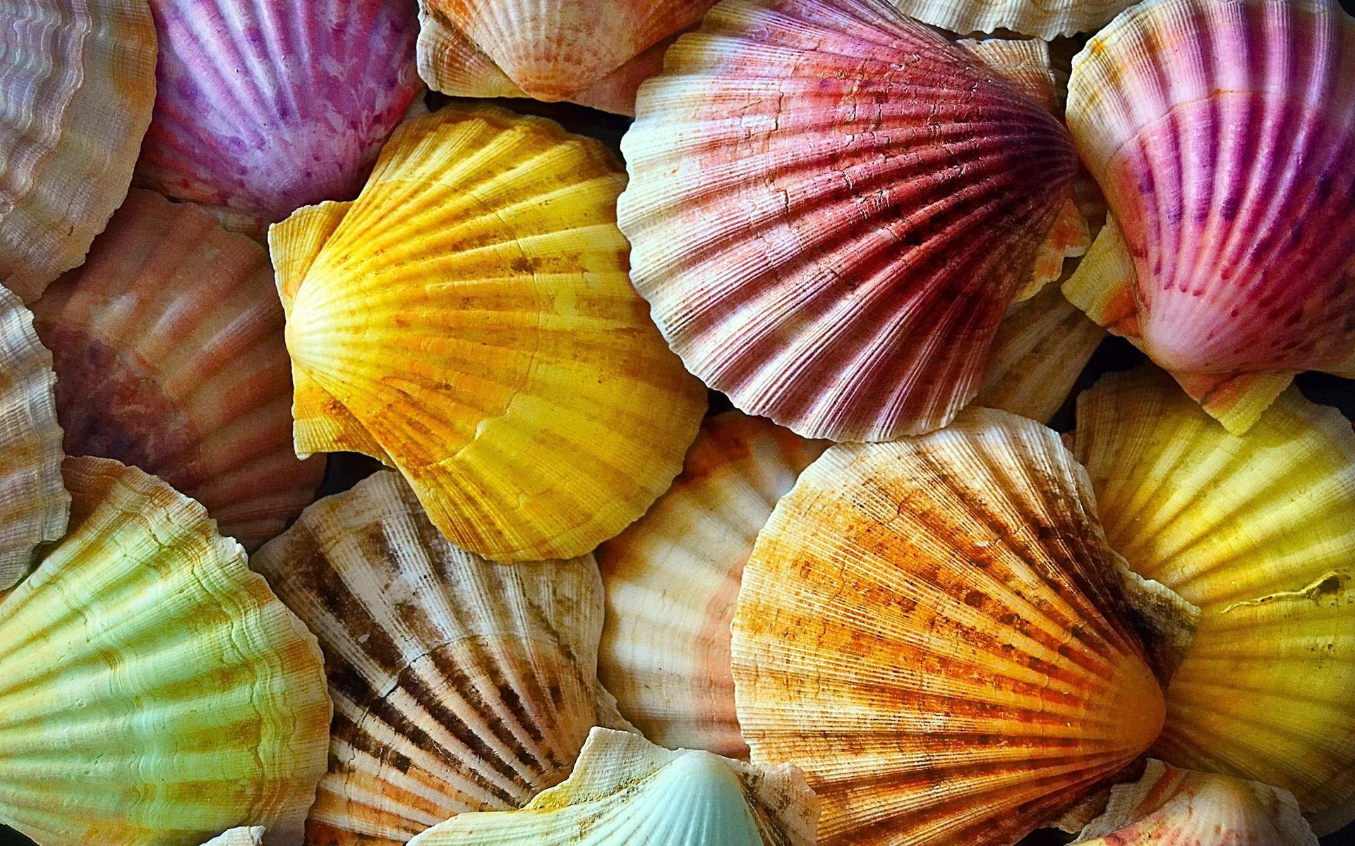 Seashell Desktop Wallpapers - Top Free Seashell Desktop Backgrounds ...