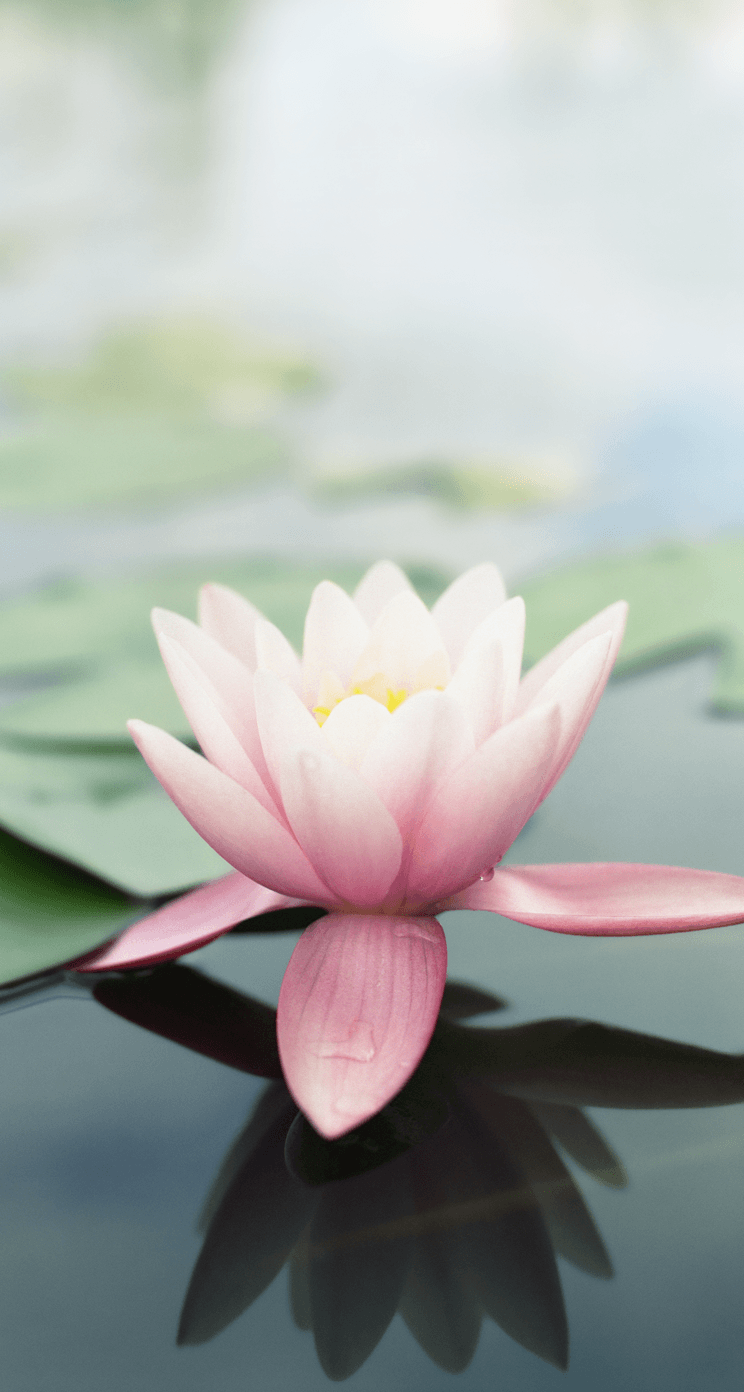 Lotus Zen Wallpapers Top Free Lotus Zen Backgrounds Wallpaperaccess