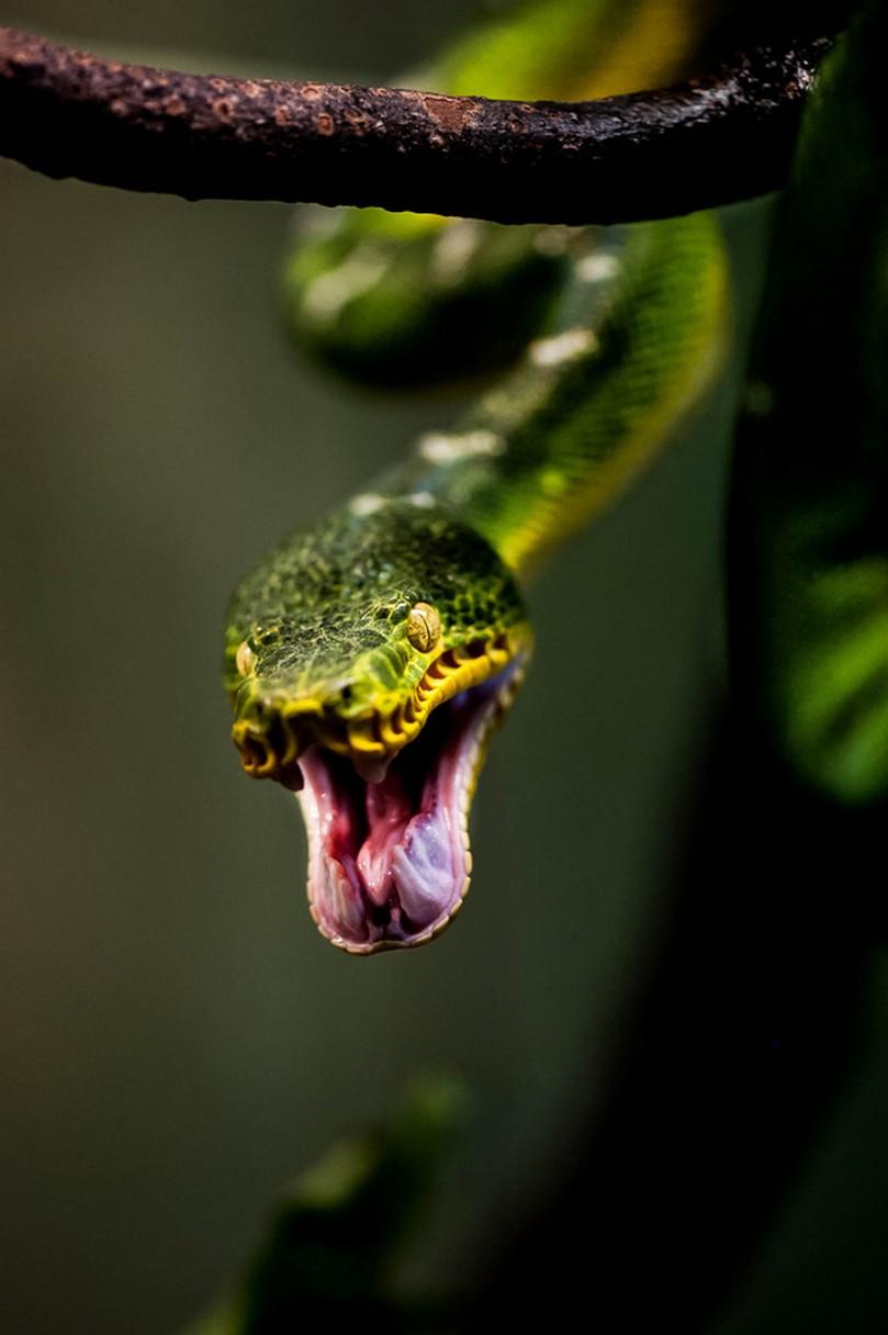 Snake Attack Wallpapers - Top Free Snake Attack Backgrounds ...