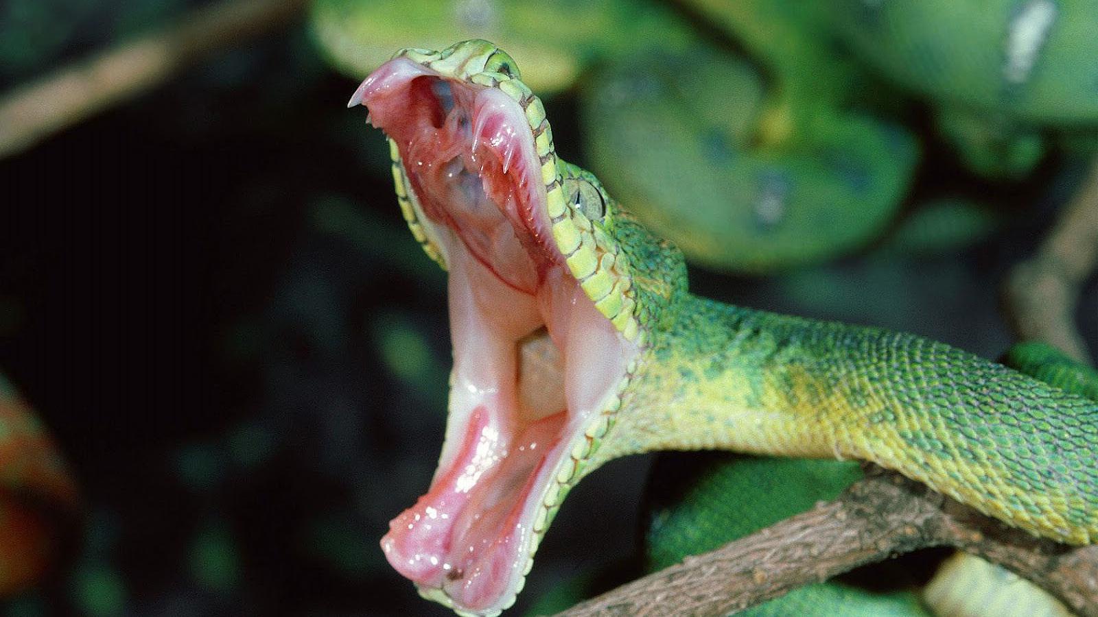 Snake Attack Wallpapers - Top Free Snake Attack Backgrounds ...