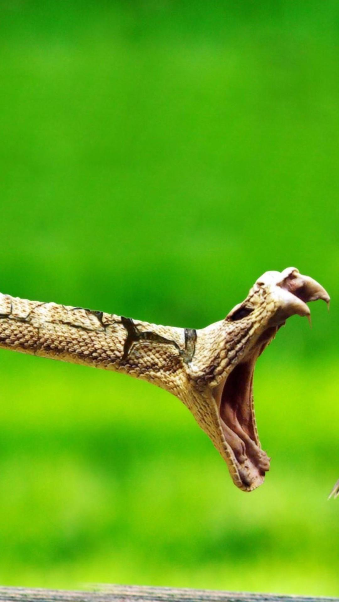 Snake Attack Wallpapers - Top Free Snake Attack Backgrounds ...