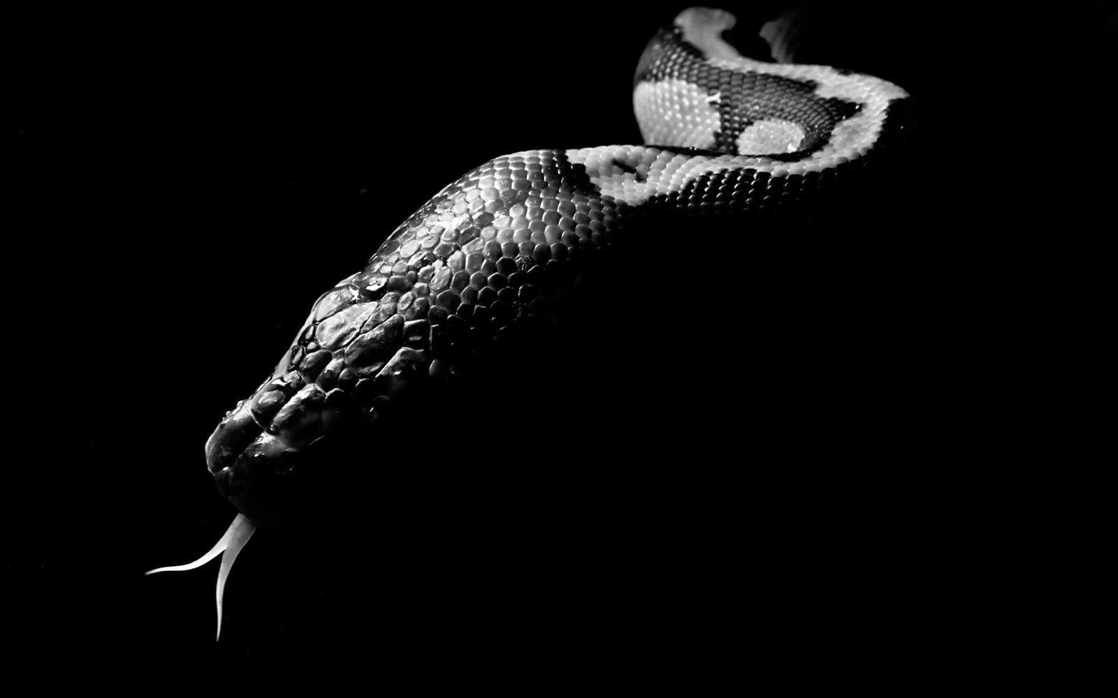 Snake Attack Wallpapers - Top Free Snake Attack Backgrounds ...