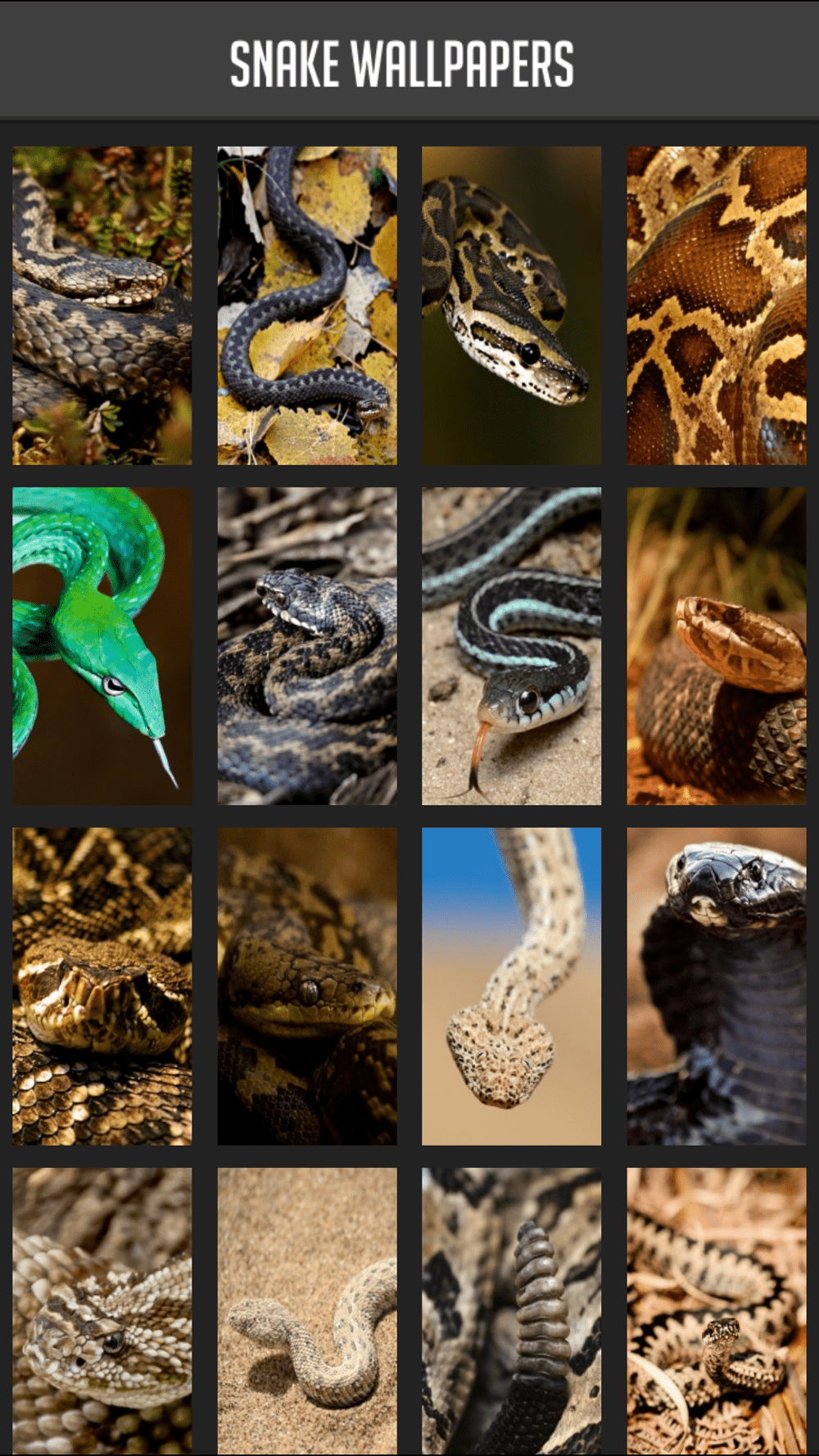 Snake Attack Wallpapers - Top Free Snake Attack Backgrounds ...