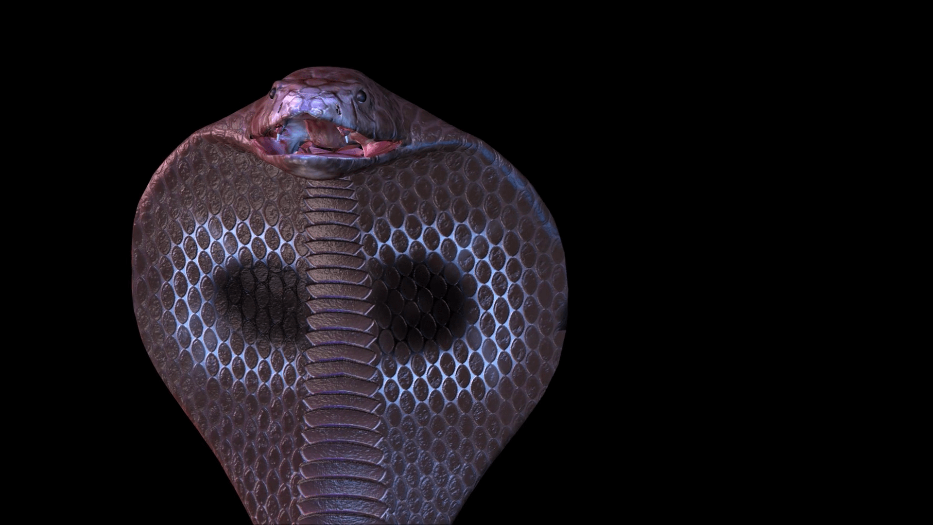 Snake Attack Wallpapers - Top Free Snake Attack Backgrounds ...