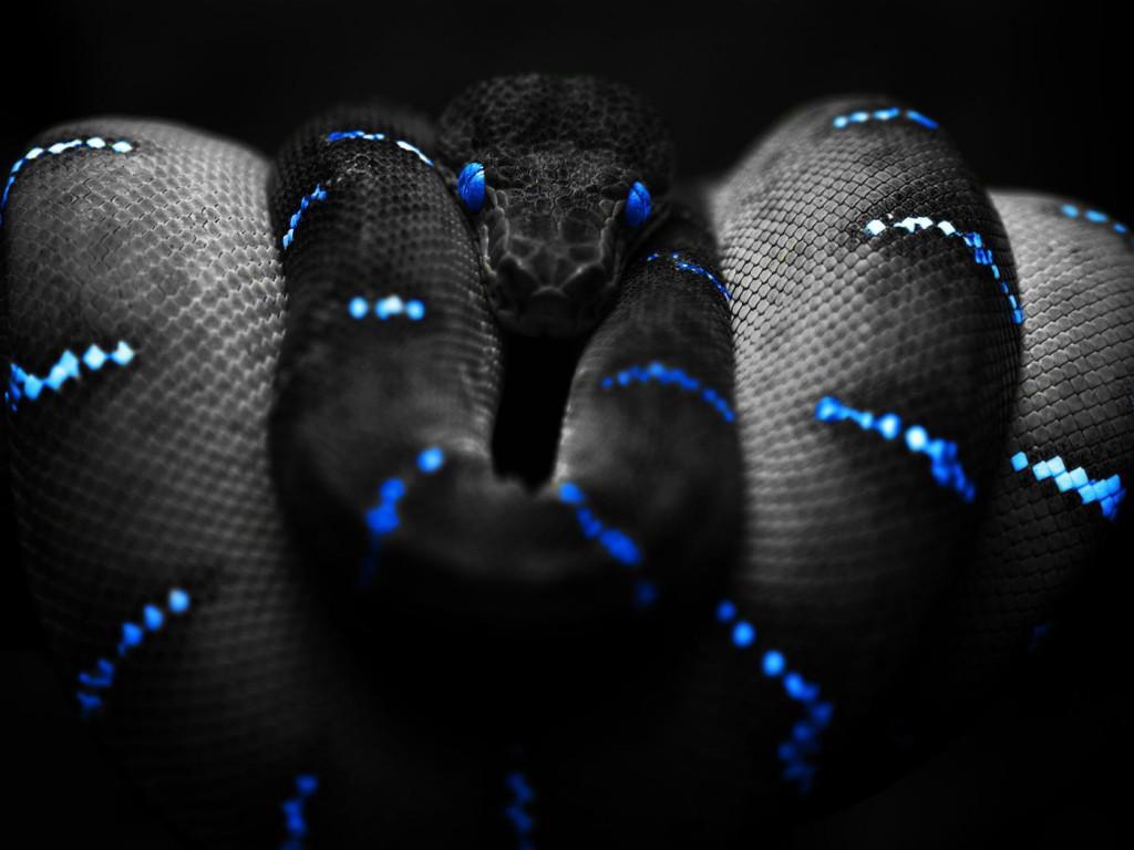 Snake Attack Wallpapers - Top Free Snake Attack Backgrounds ...