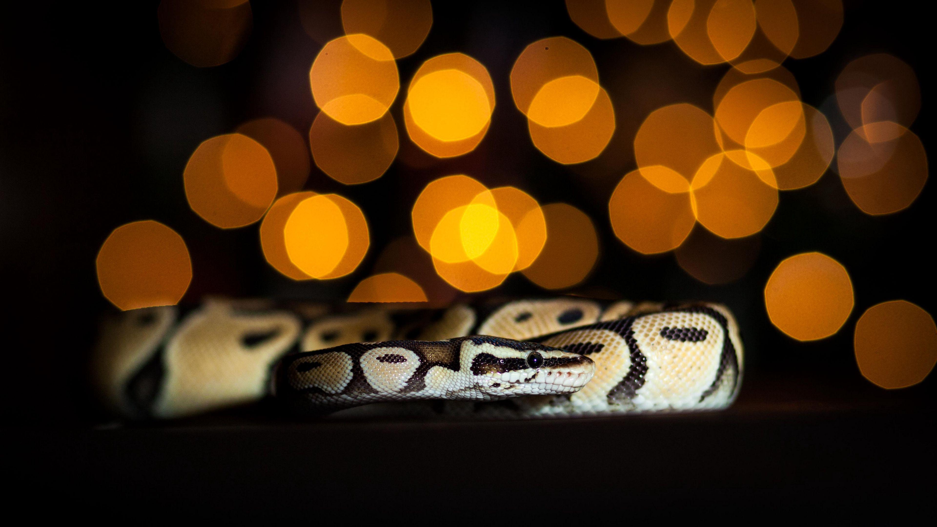 Snake Attack Wallpapers - Top Free Snake Attack Backgrounds ...