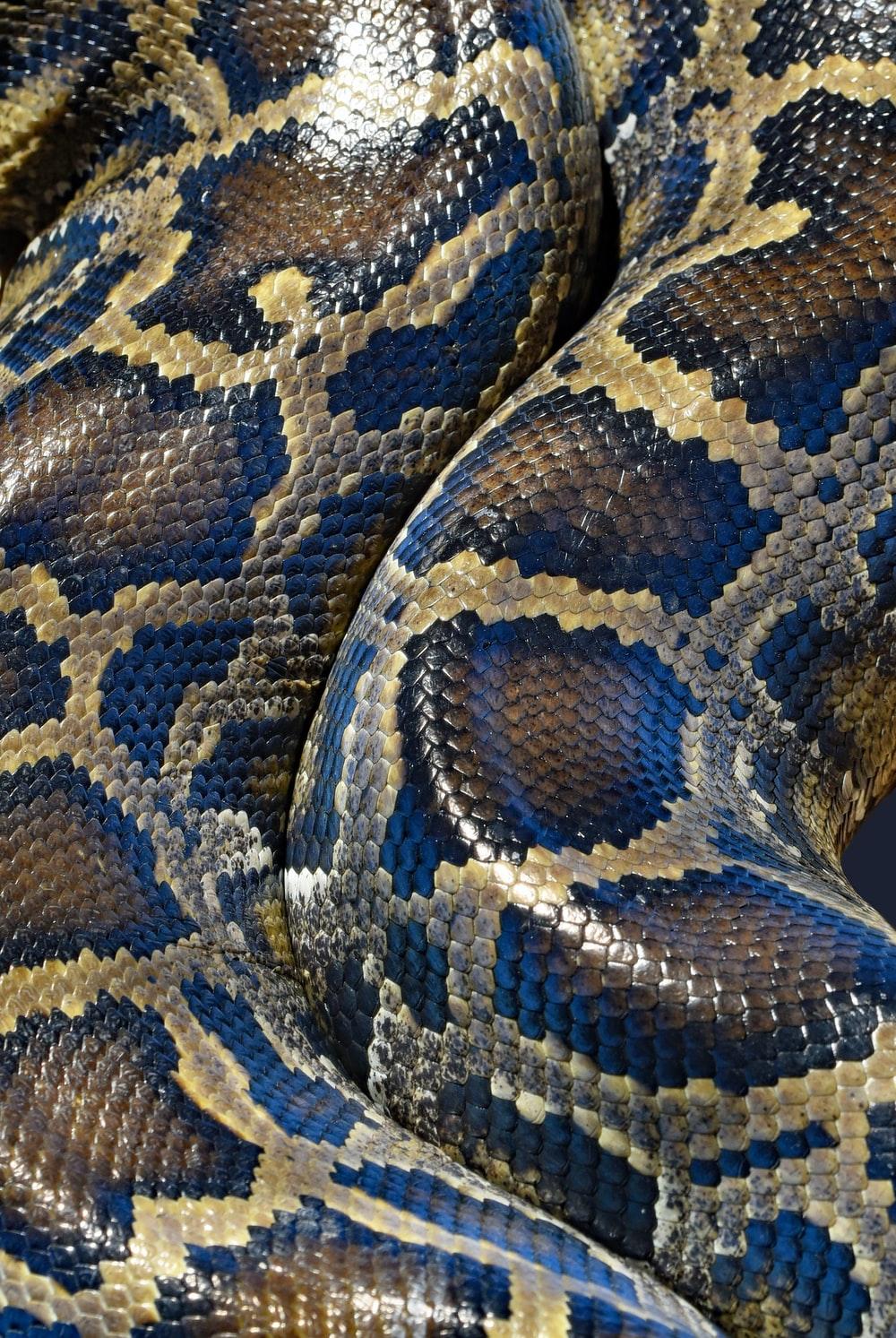 Snake Attack Wallpapers - Top Free Snake Attack Backgrounds ...
