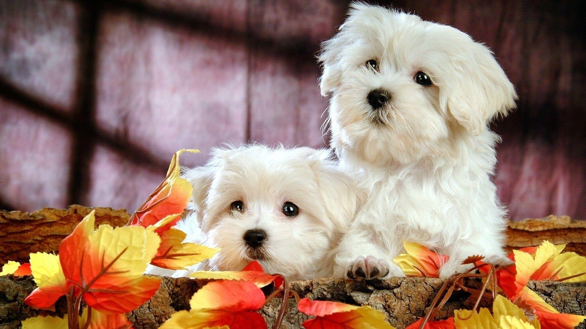 Puppies Laptop Wallpapers - Top Free Puppies Laptop Backgrounds ...