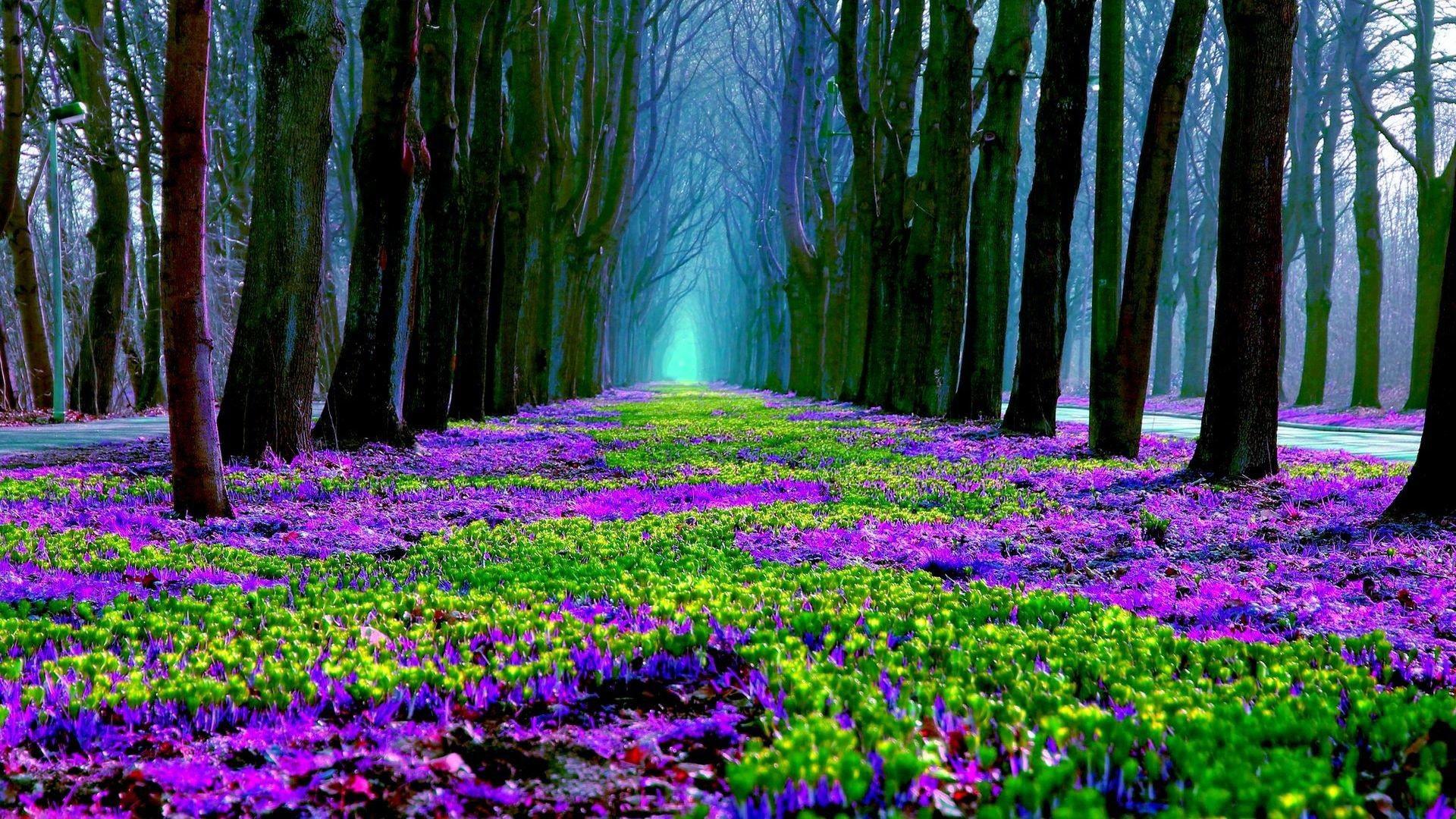 Green Spring Wallpapers - Top Free Green Spring Backgrounds ...