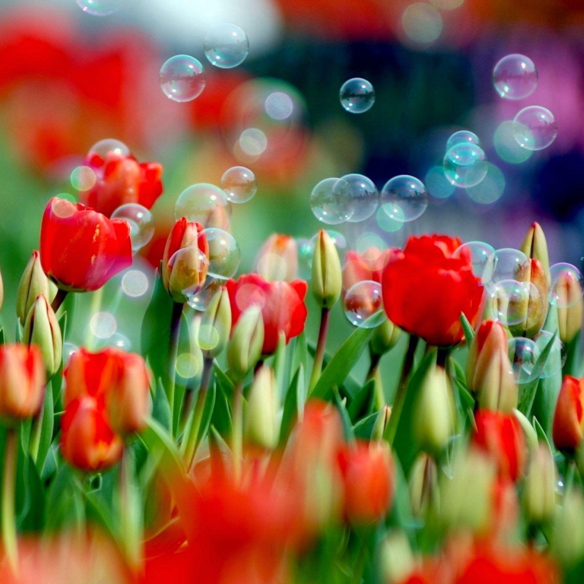 Flower Scenes Wallpapers - Top Free Flower Scenes Backgrounds ...
