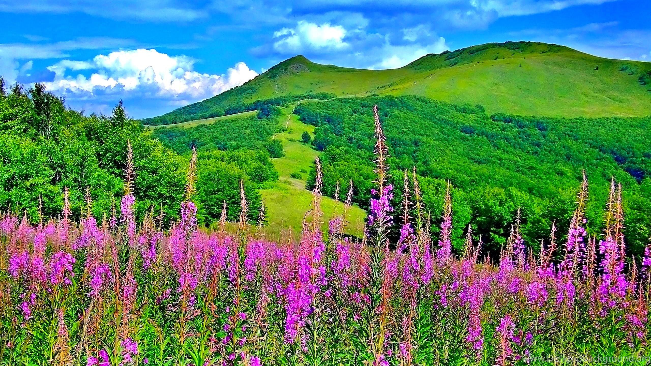 Flower Scenes Wallpapers - Top Free Flower Scenes Backgrounds ...