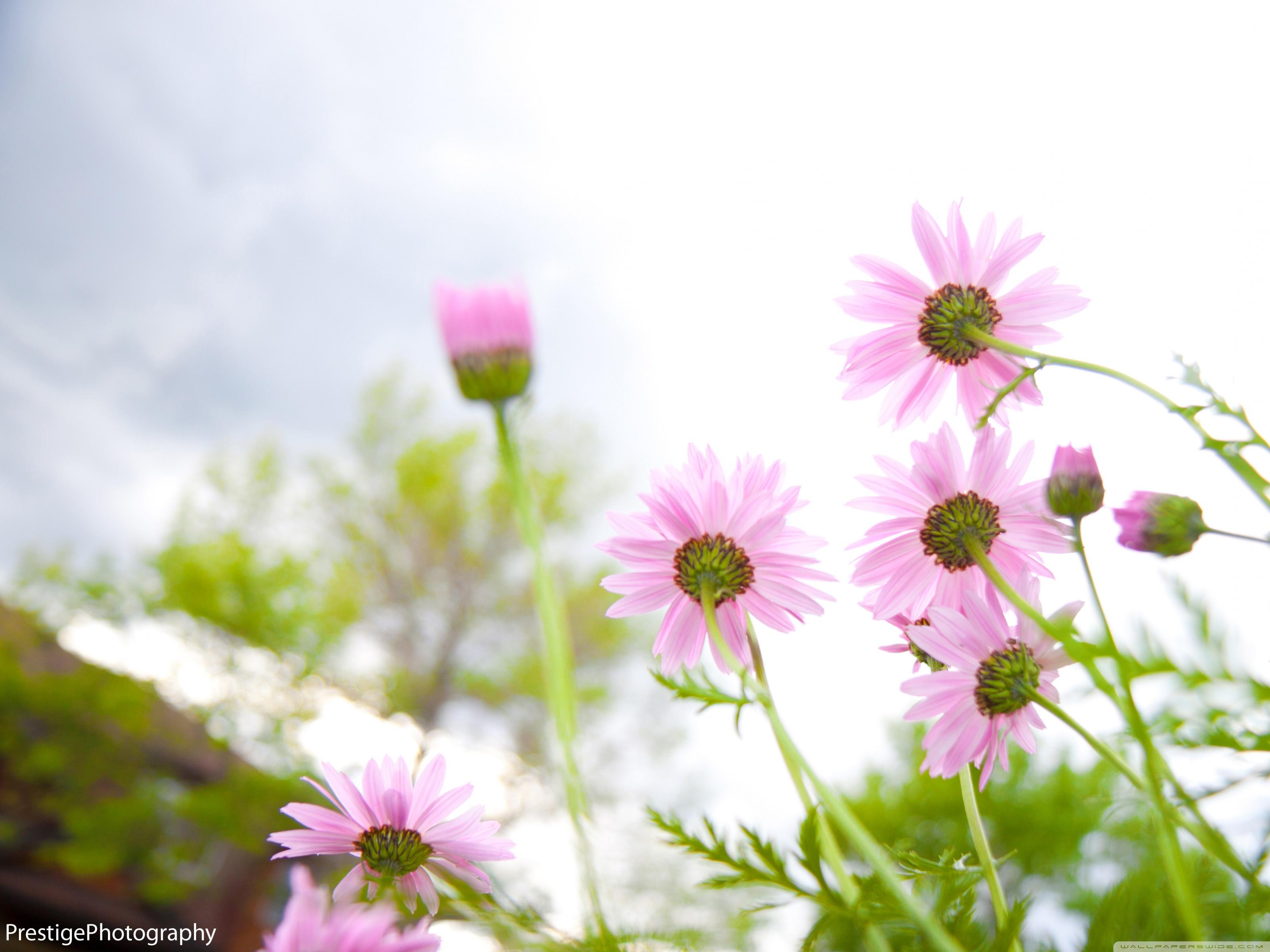 Flower Scenes Wallpapers - Top Free Flower Scenes Backgrounds ...