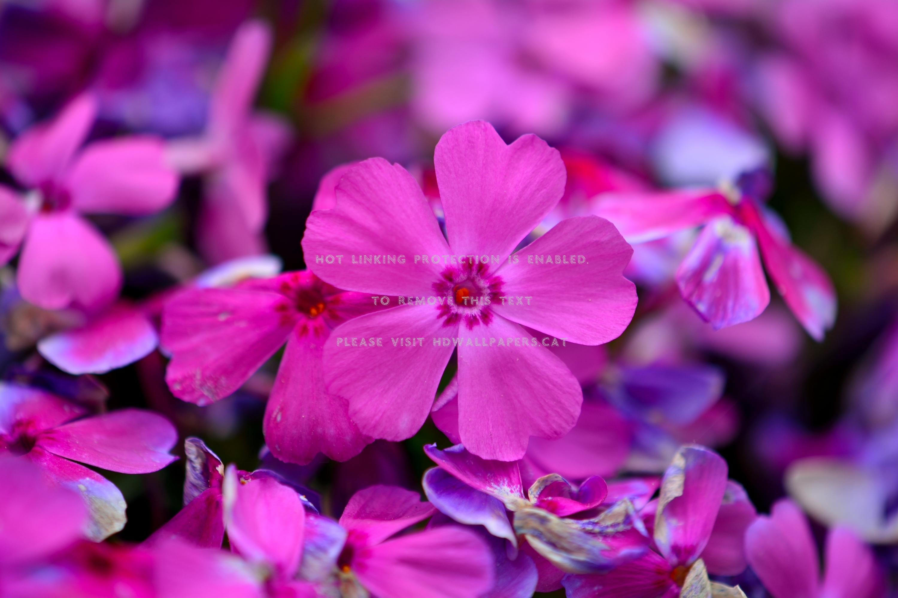 Flower Scenes Wallpapers - Top Free Flower Scenes Backgrounds ...