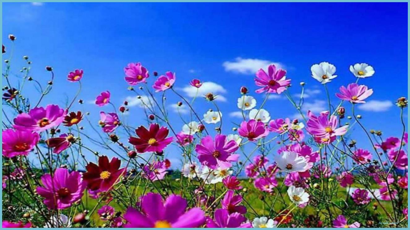 Flower Scenes Wallpapers - Top Free Flower Scenes Backgrounds ...