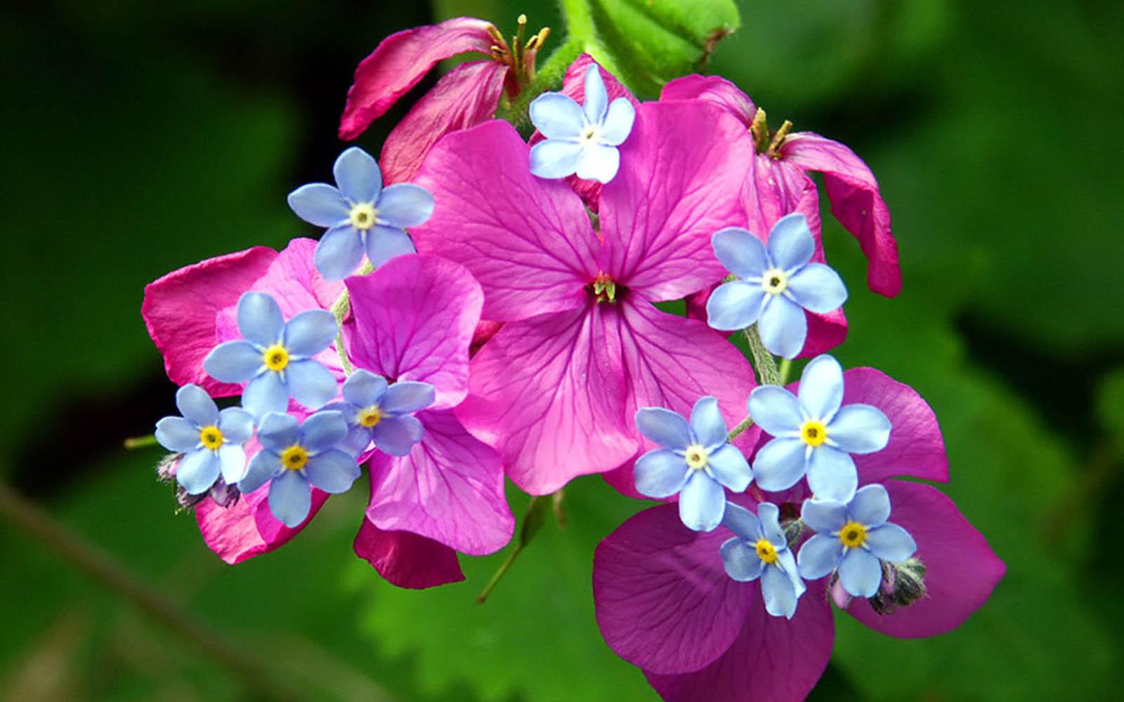 Flower Scenes Wallpapers - Top Free Flower Scenes Backgrounds ...