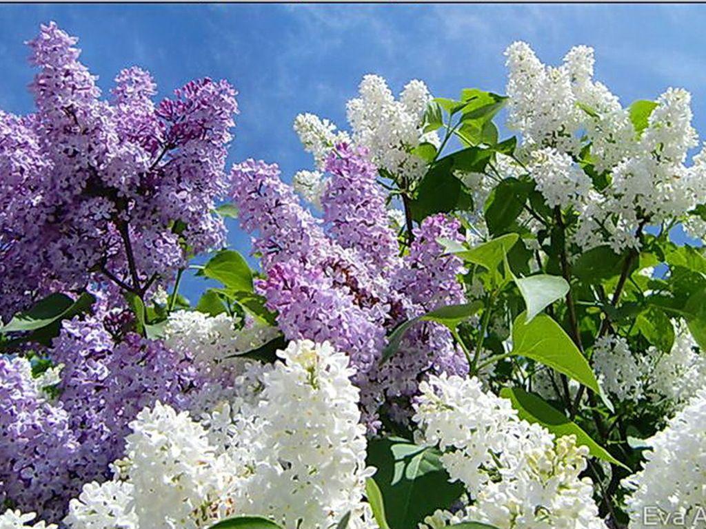 Flower Scenes Wallpapers - Top Free Flower Scenes Backgrounds ...