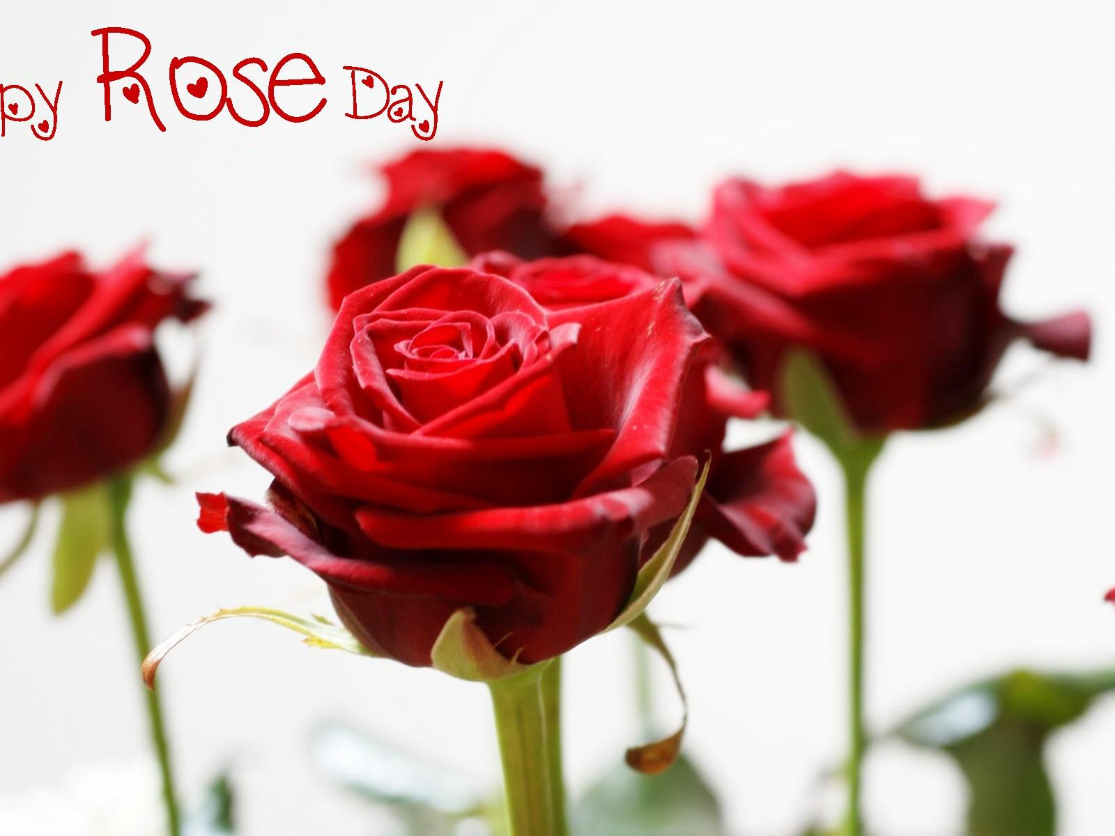 Happy Rose Day Wallpapers - Top Free Happy Rose Day Backgrounds ...