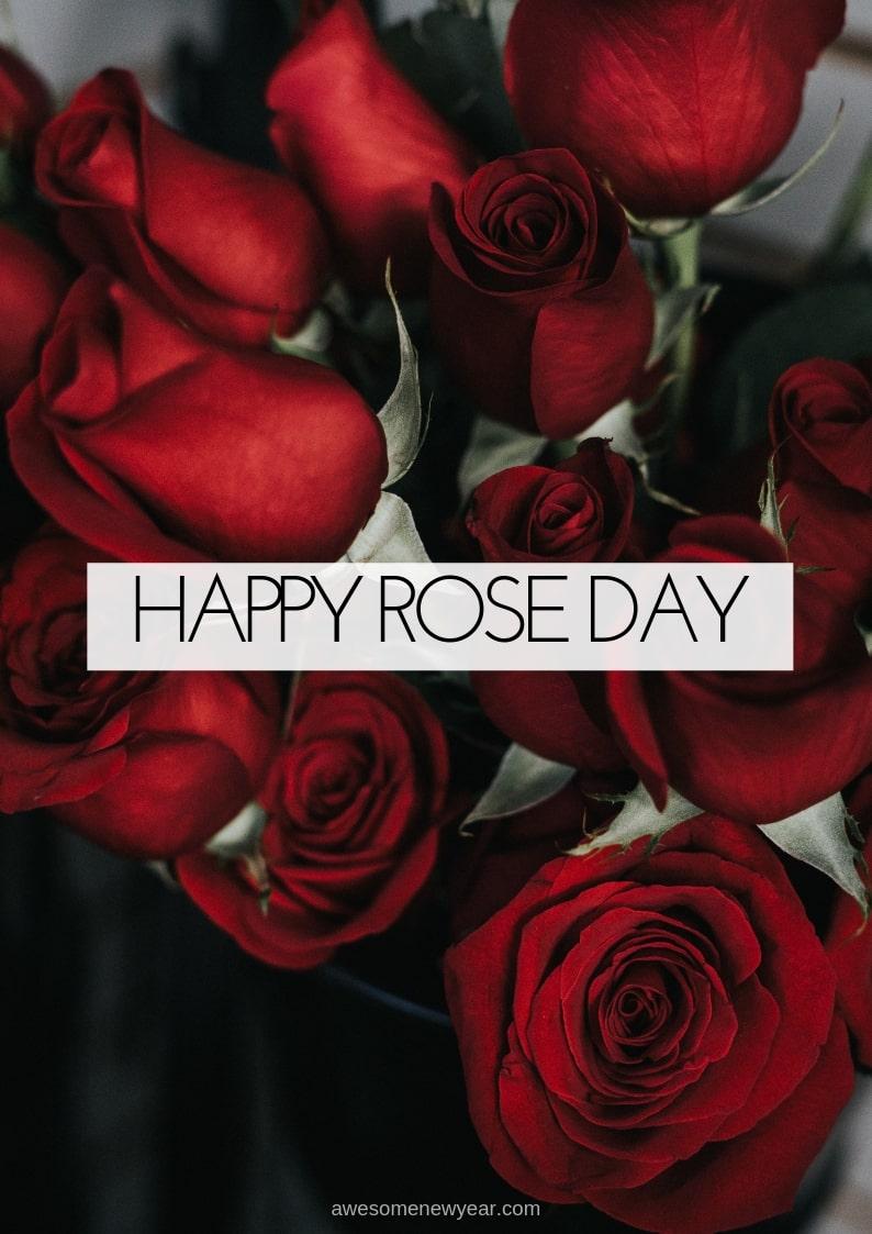 Happy Rose Day Wallpapers - Top Free Happy Rose Day Backgrounds ...