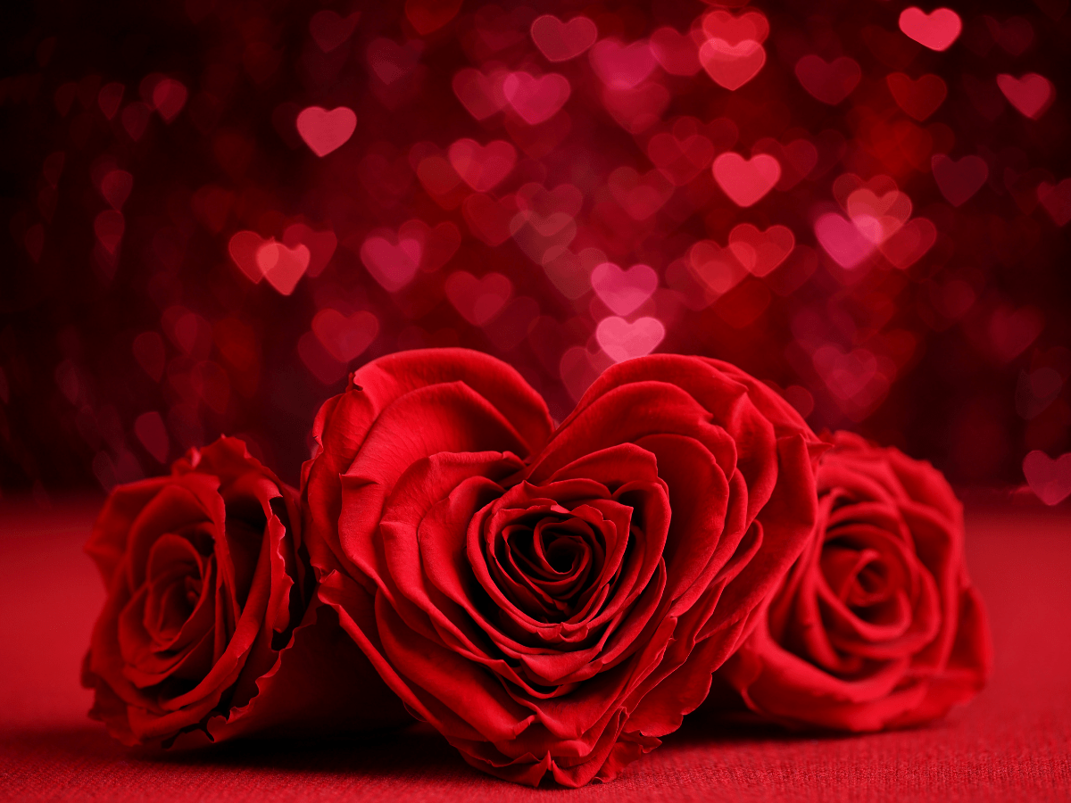 Happy Rose Day Wallpapers - Top Free Happy Rose Day Backgrounds ...