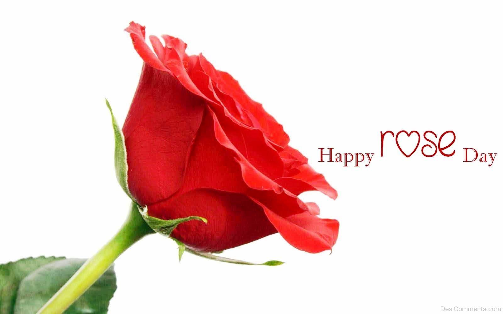 Happy Rose Day Wallpapers - Top Free Happy Rose Day Backgrounds ...