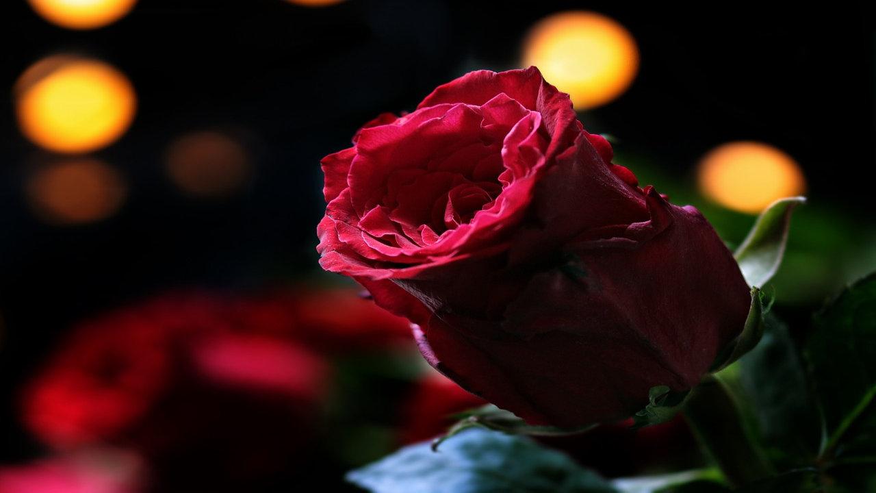 Happy Rose Day Wallpapers - Top Free Happy Rose Day Backgrounds ...