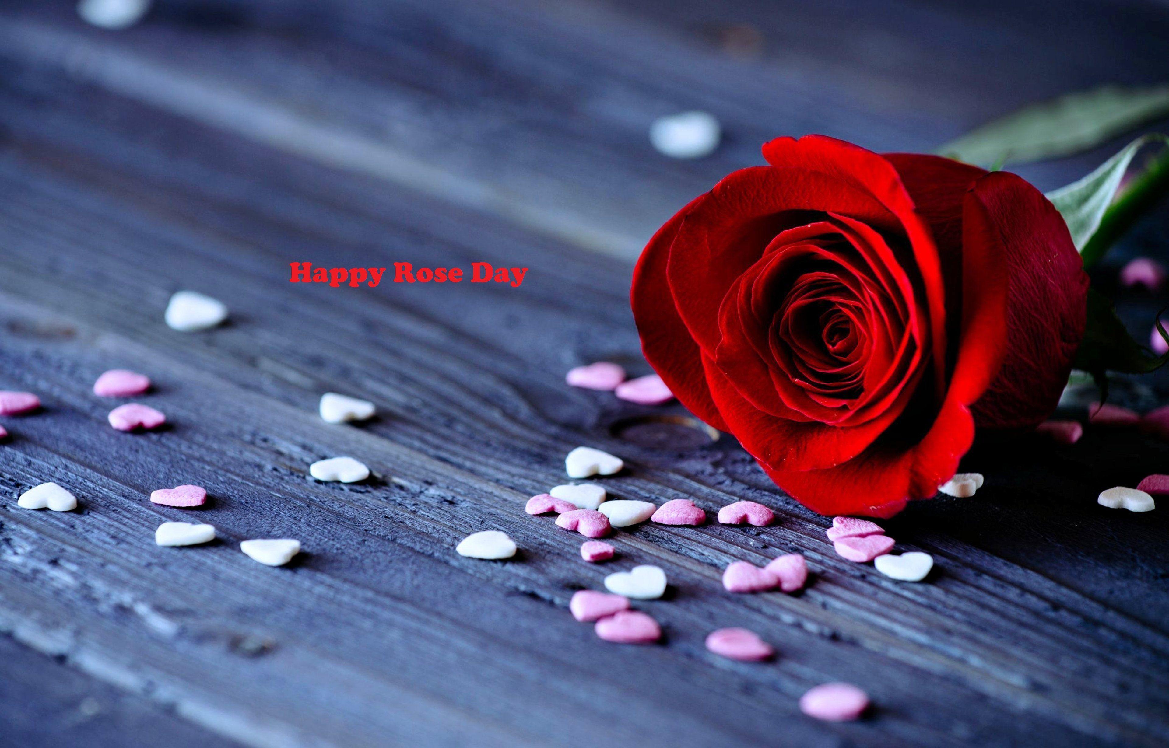 Happy Rose Day Wallpapers - Top Free Happy Rose Day Backgrounds ...