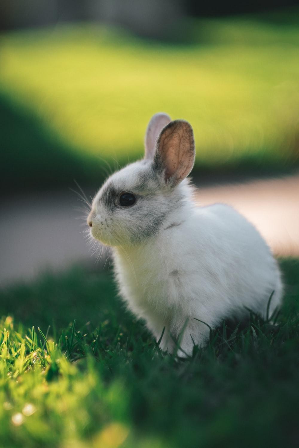 Rabbit Animal Wallpapers - Top Free Rabbit Animal Backgrounds ...