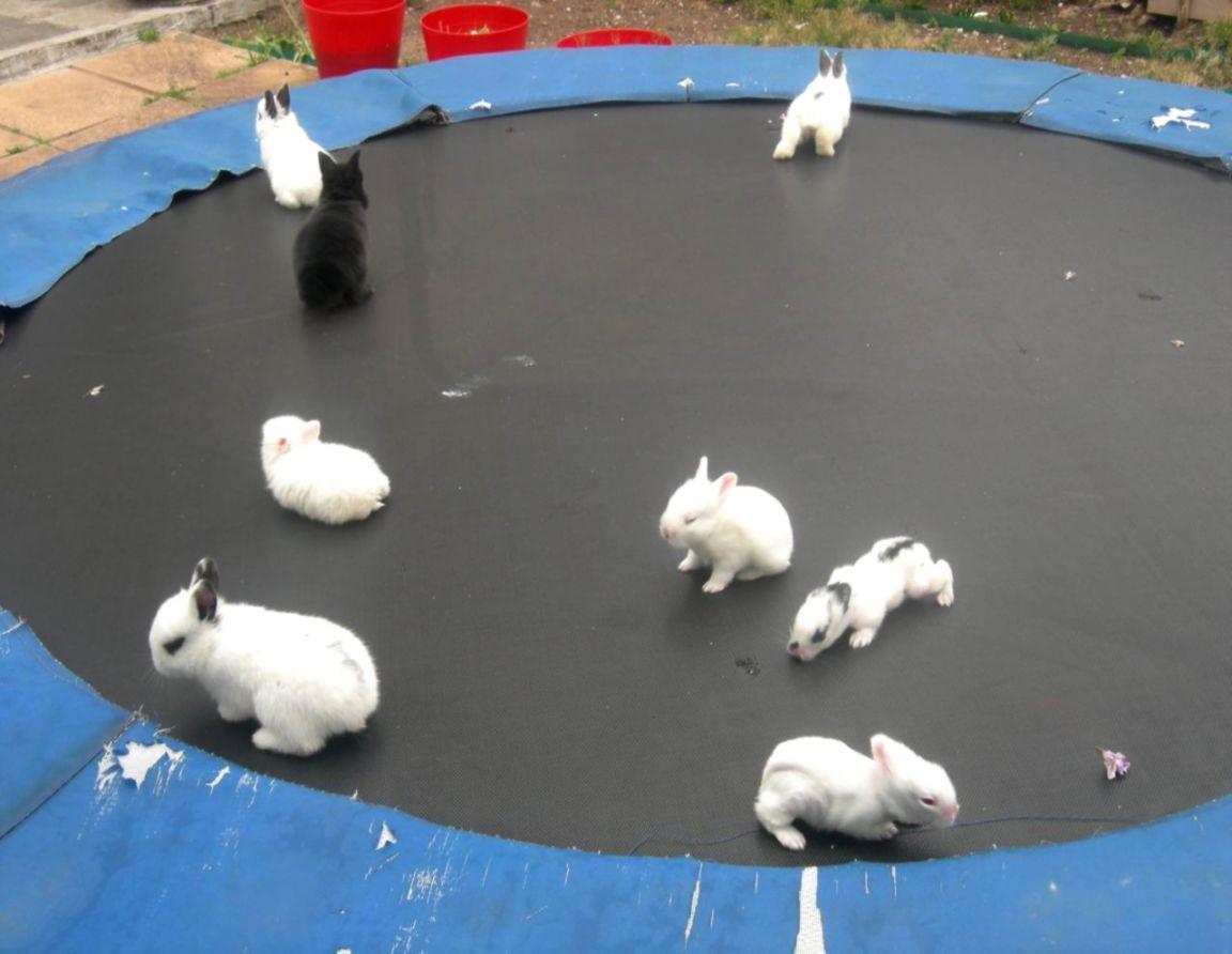 Baby Bunnies Wallpapers - Top Free Baby Bunnies Backgrounds ...