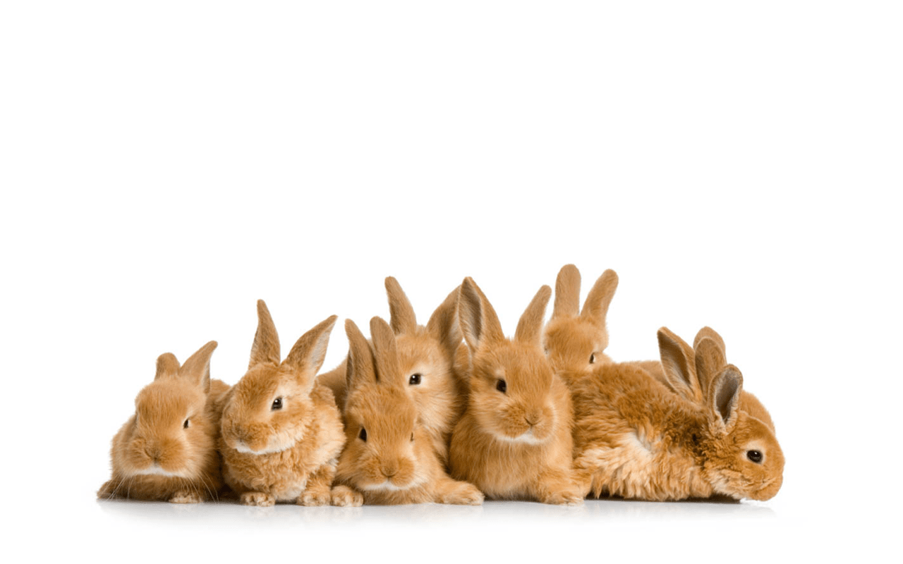 Baby Bunnies Wallpapers - Top Free Baby Bunnies Backgrounds ...