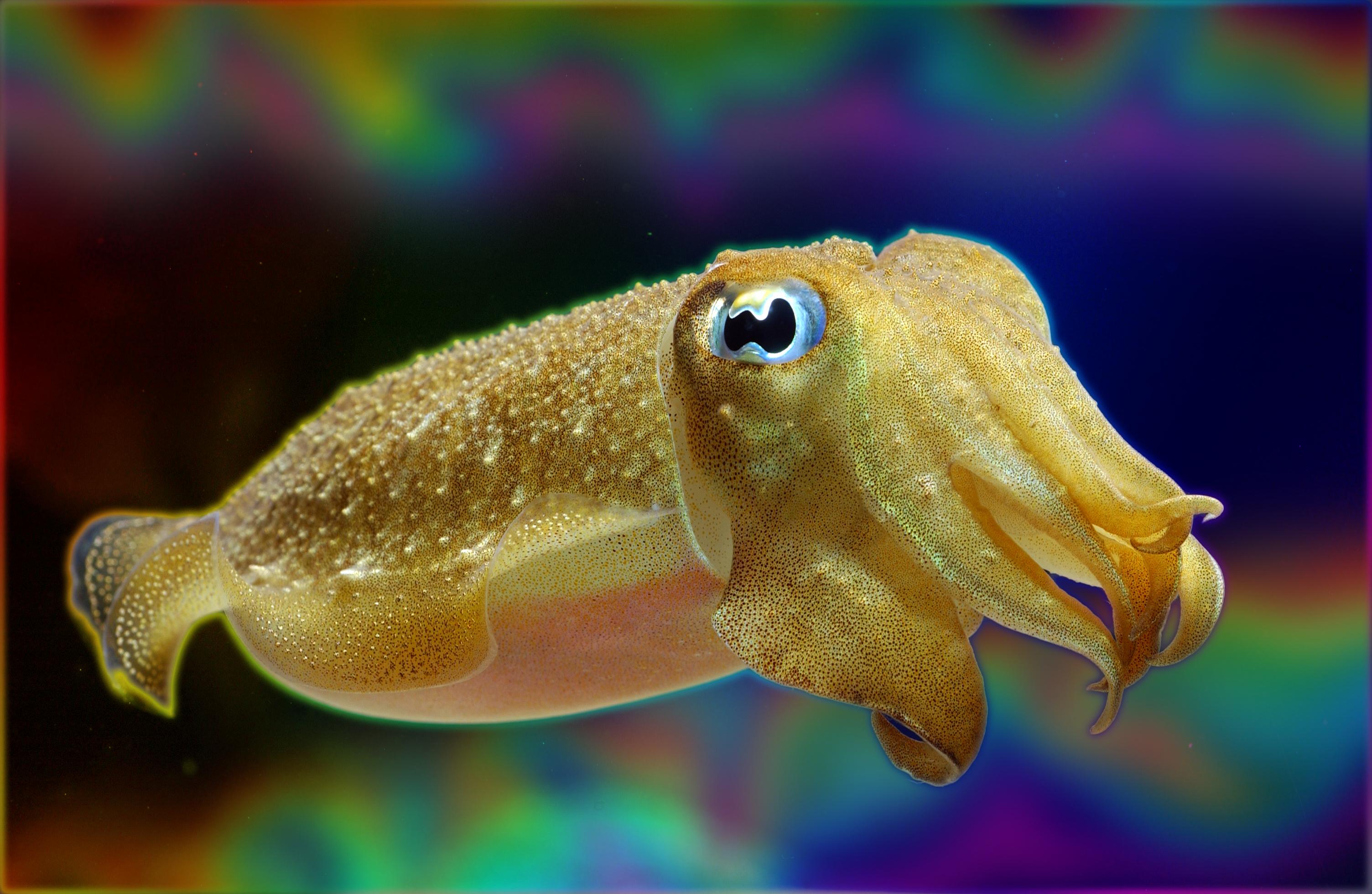 Cute Squid Wallpapers - Top Free Cute Squid Backgrounds - WallpaperAccess