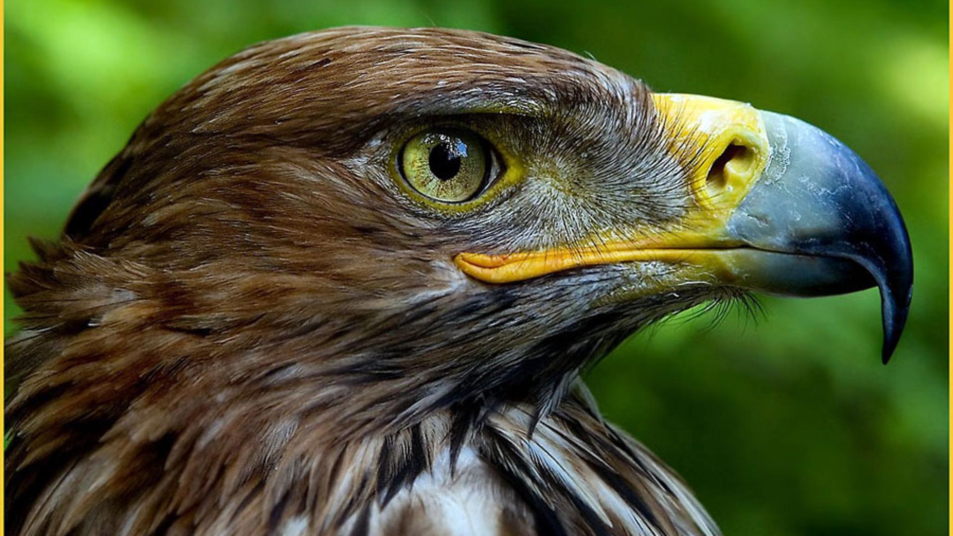 Falcon Desktop Wallpapers - Top Free Falcon Desktop Backgrounds ...