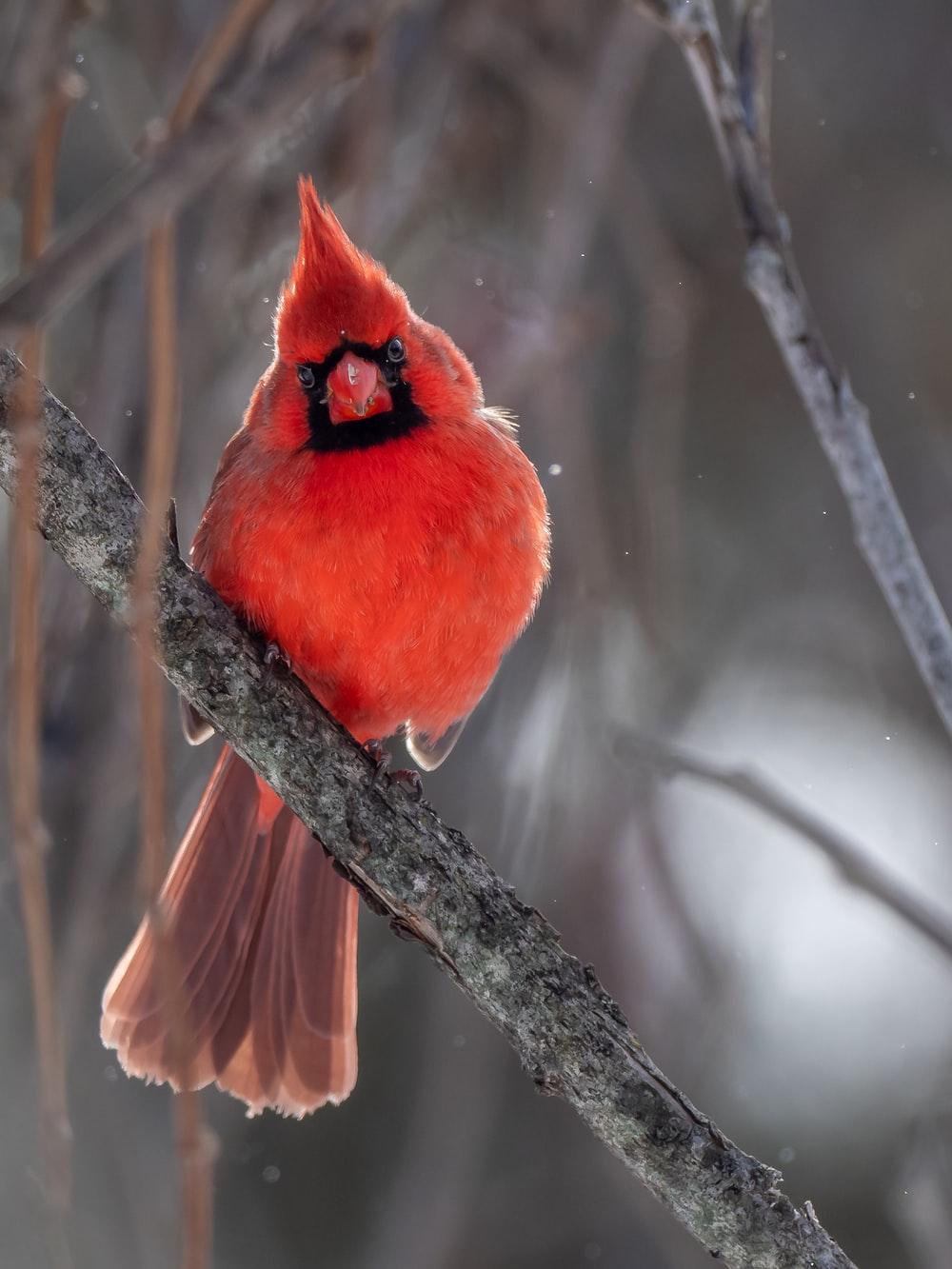 Red Cardinal Bird Wallpapers - Top Free Red Cardinal Bird Backgrounds ...