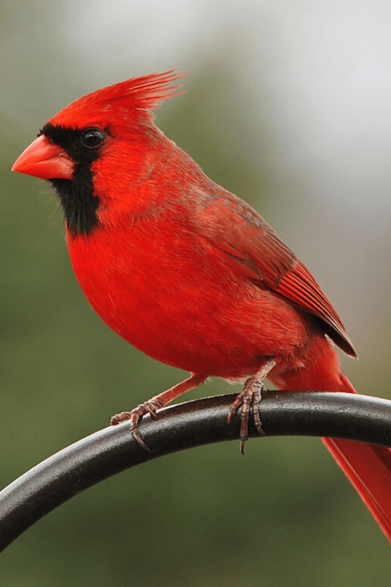 Red Cardinal Bird Wallpapers - Top Free Red Cardinal Bird Backgrounds ...