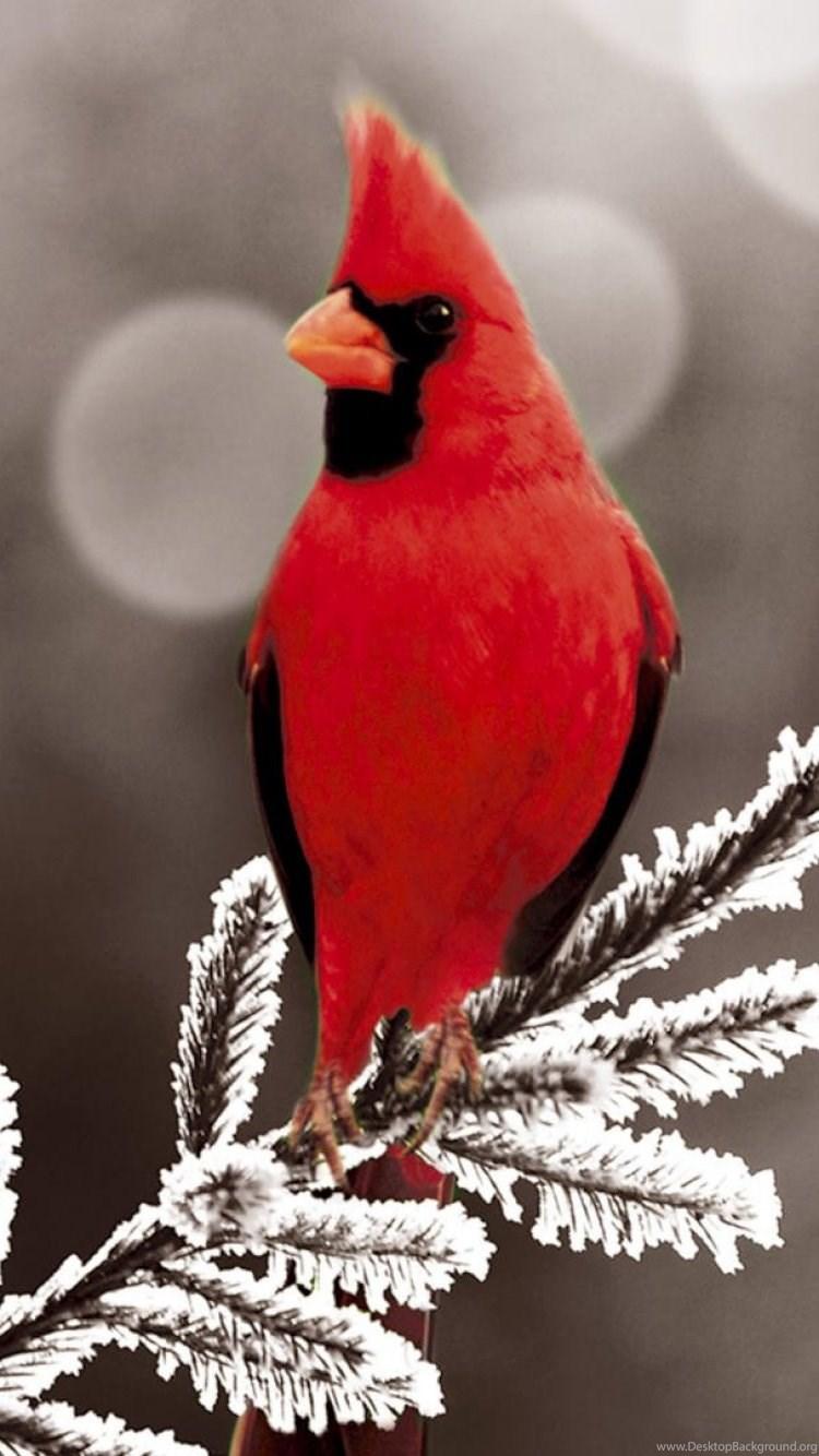 Red Cardinal Bird Wallpapers - Top Free Red Cardinal Bird Backgrounds ...