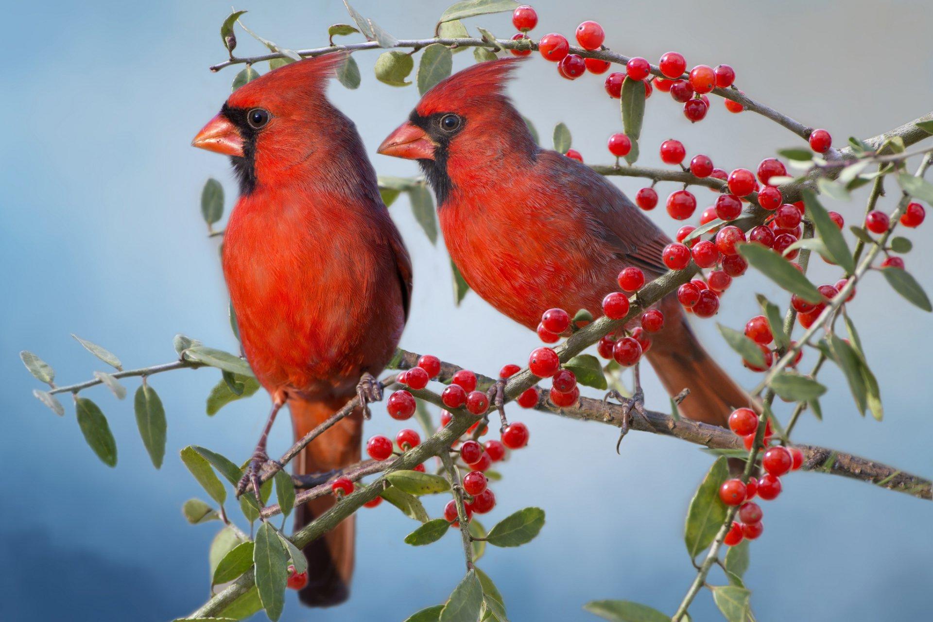 Red Cardinal Bird Wallpapers - Top Free Red Cardinal Bird Backgrounds ...