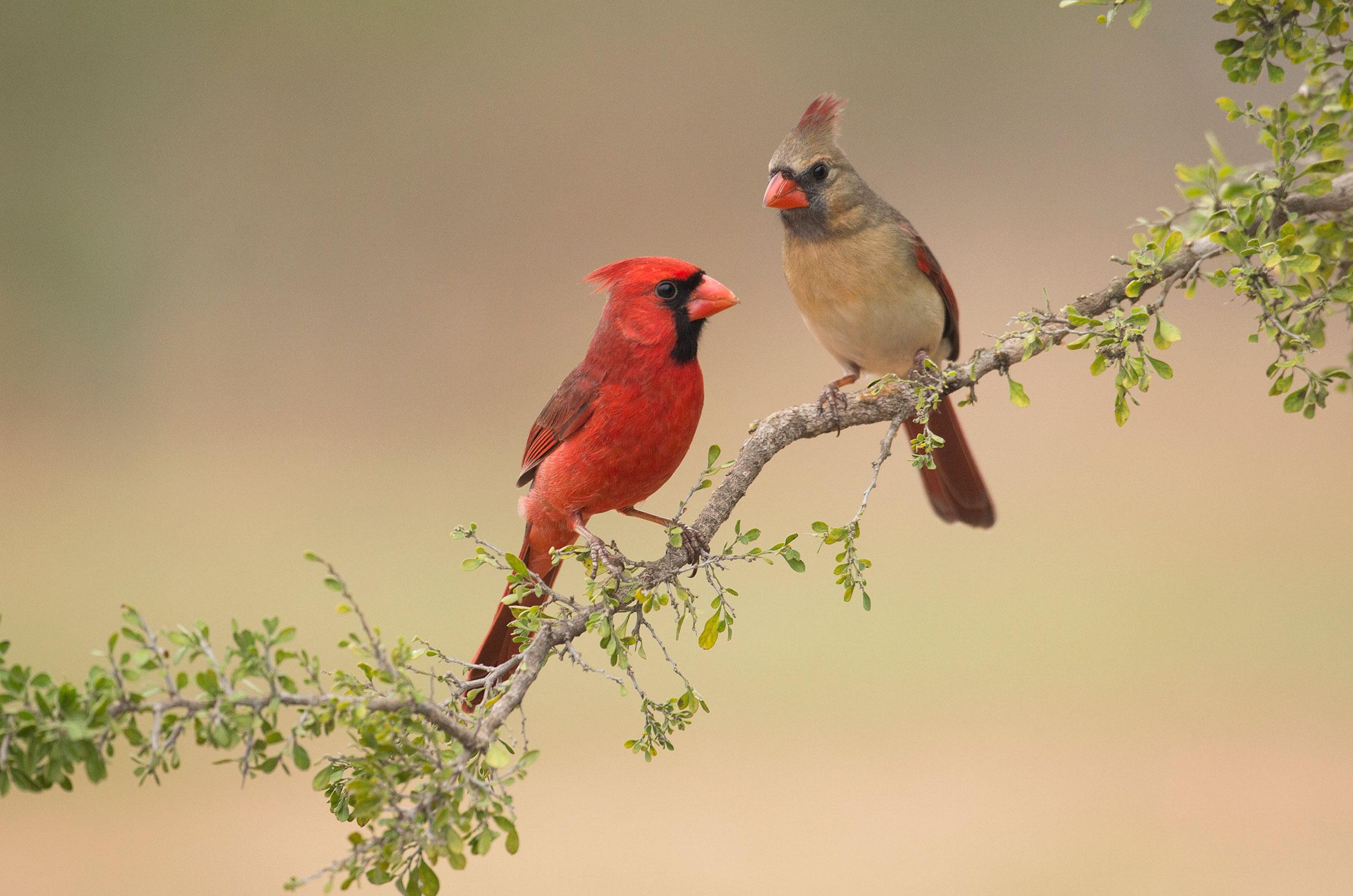 Red Cardinal Bird Wallpapers - Top Free Red Cardinal Bird Backgrounds - WallpaperAccess