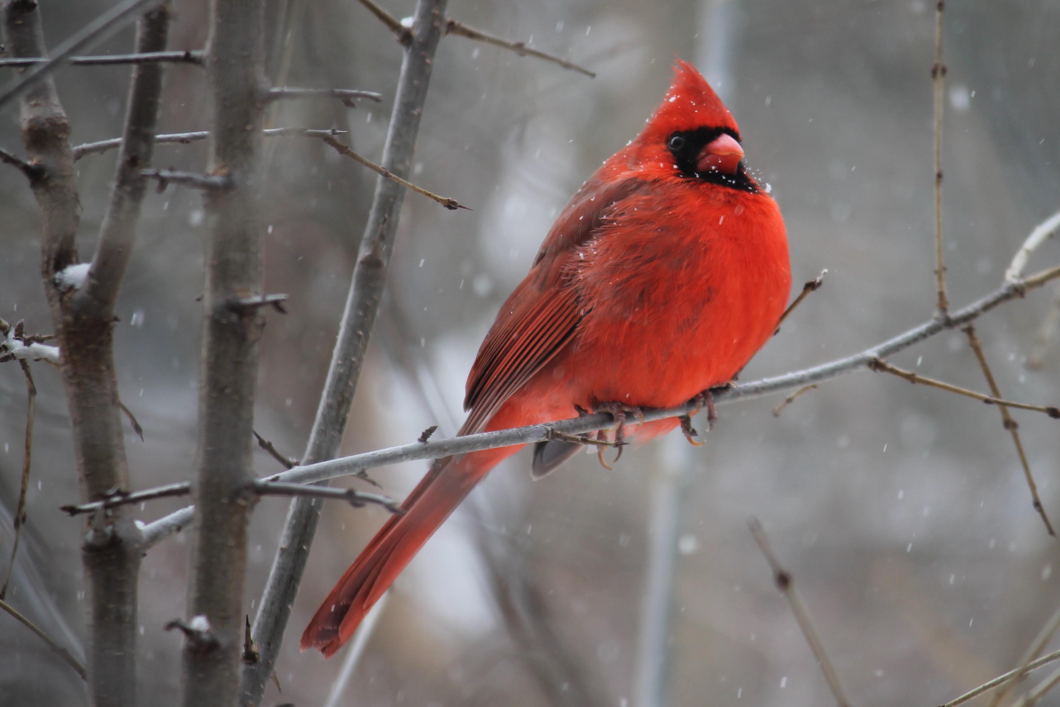 Red Cardinal Bird Wallpapers - Top Free Red Cardinal Bird Backgrounds ...