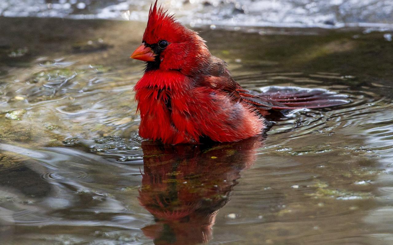 Red Cardinal Bird Wallpapers - Top Free Red Cardinal Bird Backgrounds ...