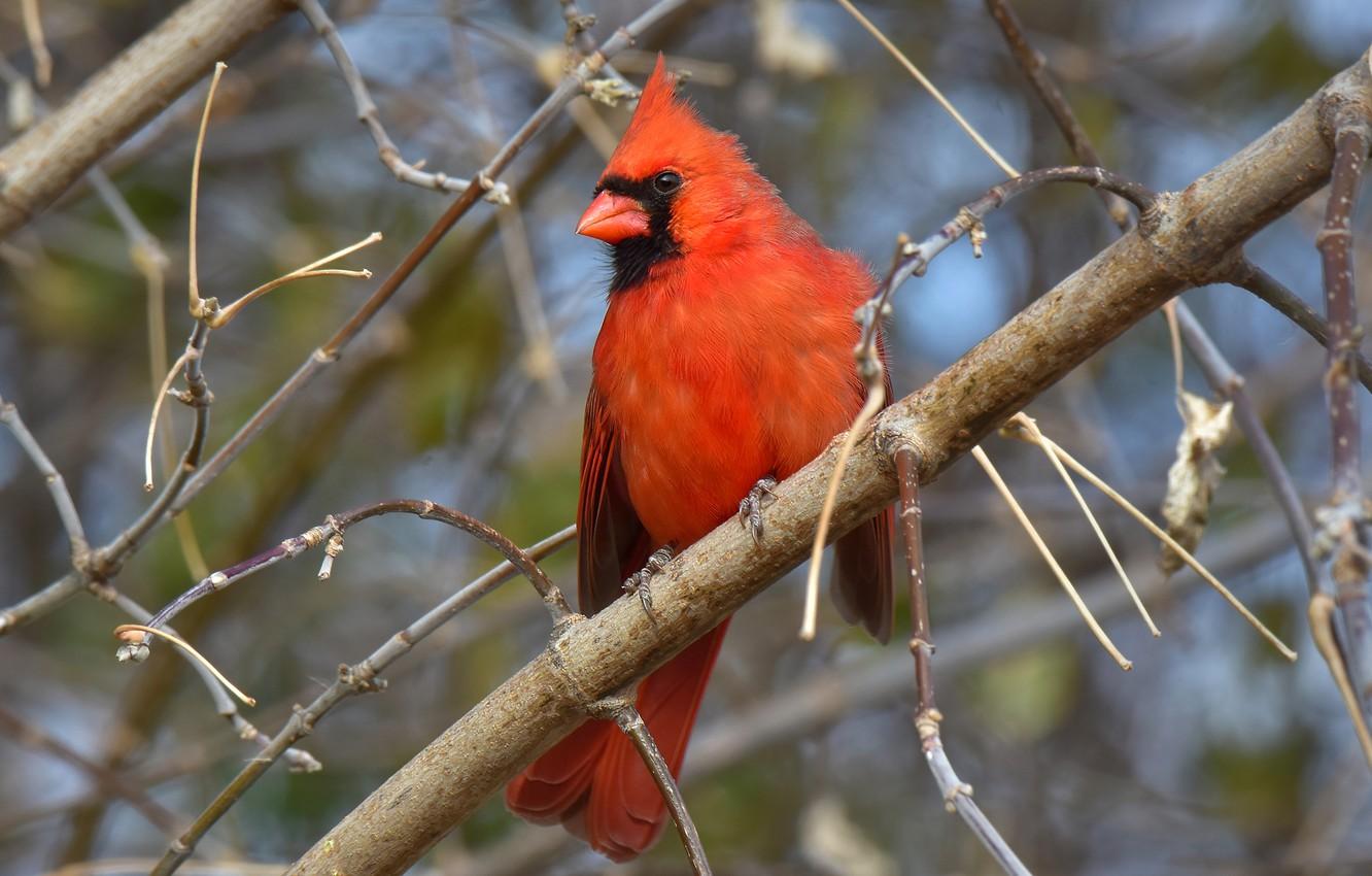 Red Cardinal Bird Wallpapers - Top Free Red Cardinal Bird Backgrounds ...