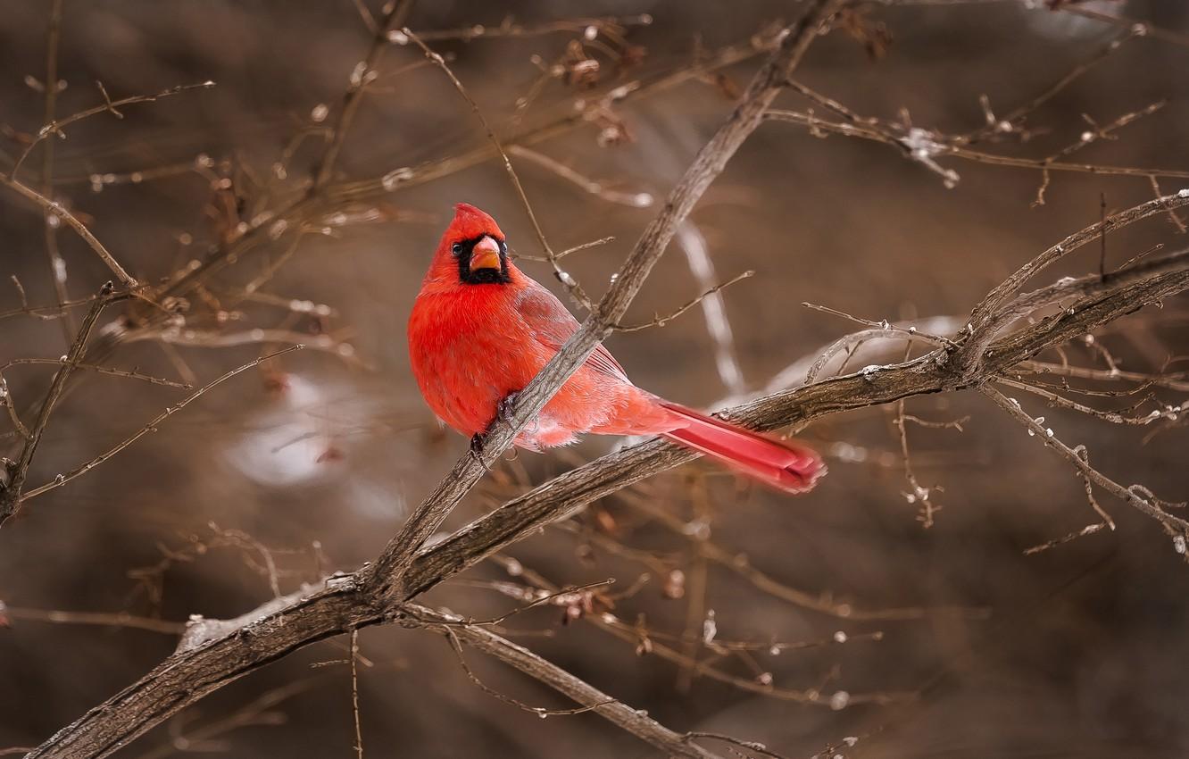 Red Cardinal Bird Wallpapers - Top Free Red Cardinal Bird Backgrounds ...