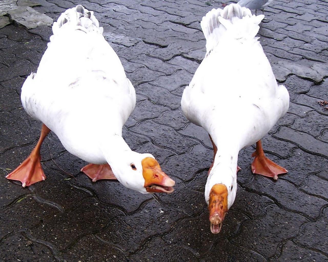Funny Goose Wallpapers - Top Free Funny Goose Backgrounds - WallpaperAccess